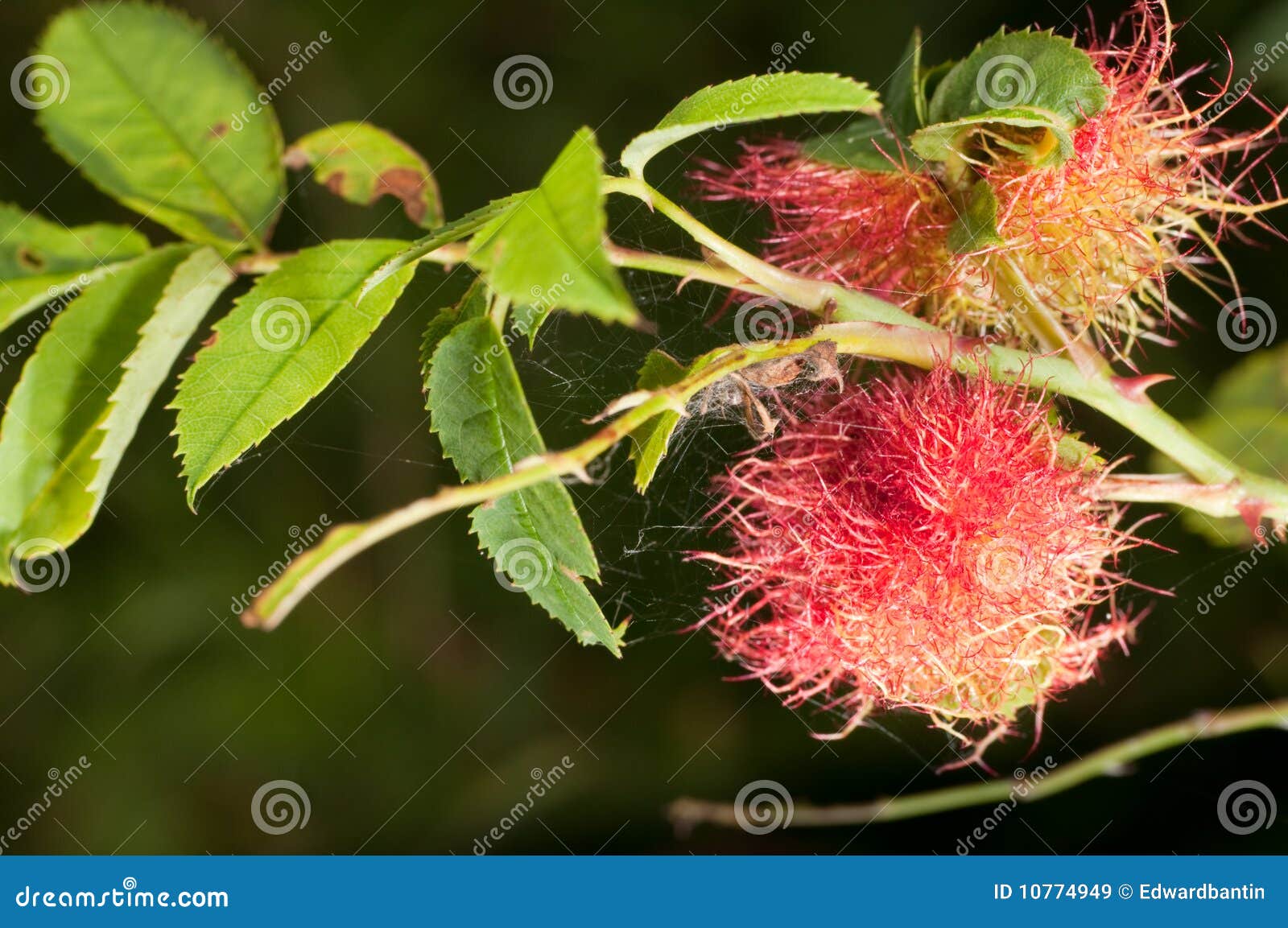 Diplolepis rosae stock image. Image of rose, macro, mutant - 10774949