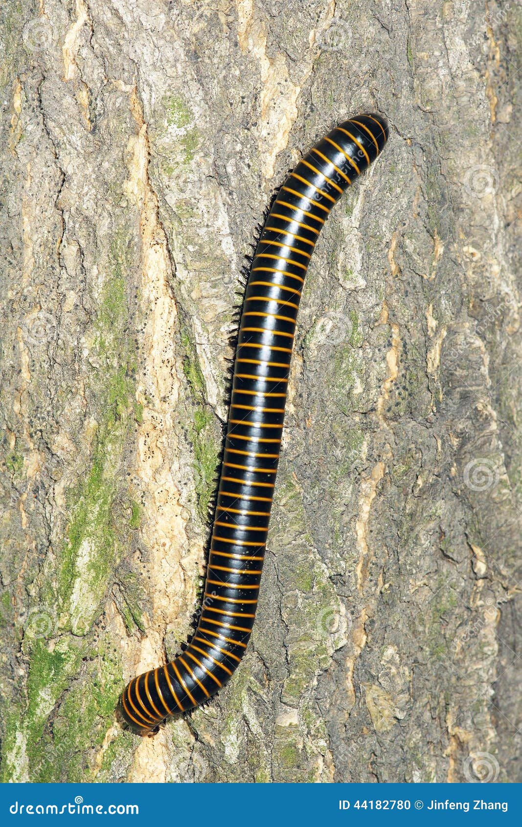 Diplopod stock photo. Image of millipede, feet, natural - 44182780