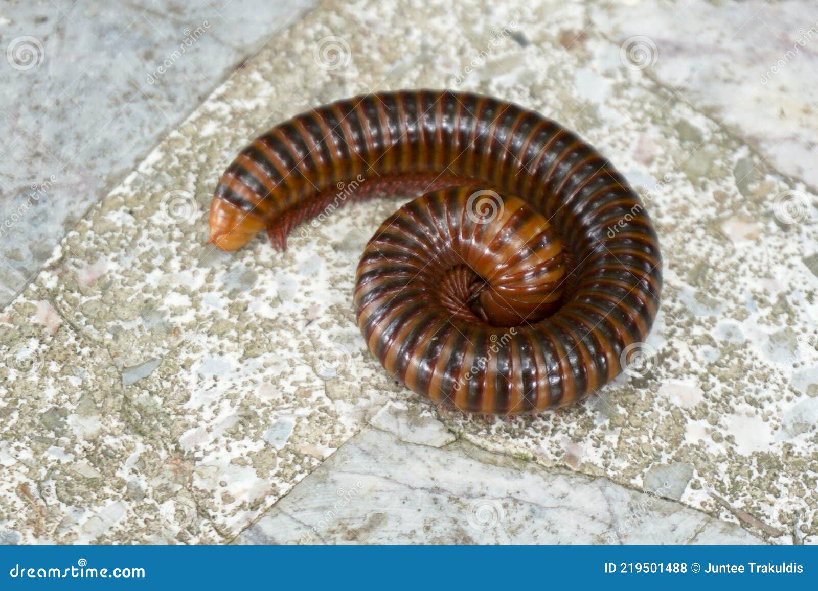 Diplopoda stock photo. Image of wildlife, seafood, organism - 219501488