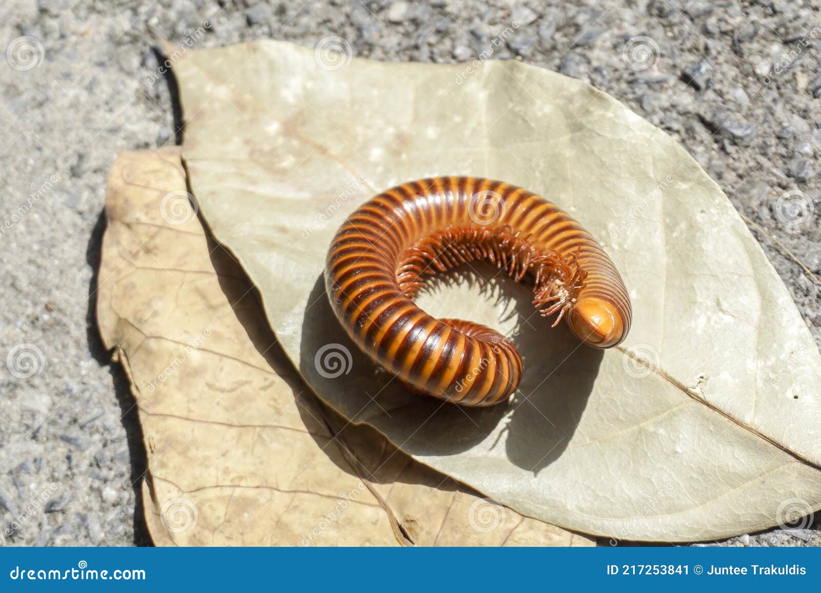 Diplopoda imagen de archivo. Imagen de filamento, blanco - 217253841