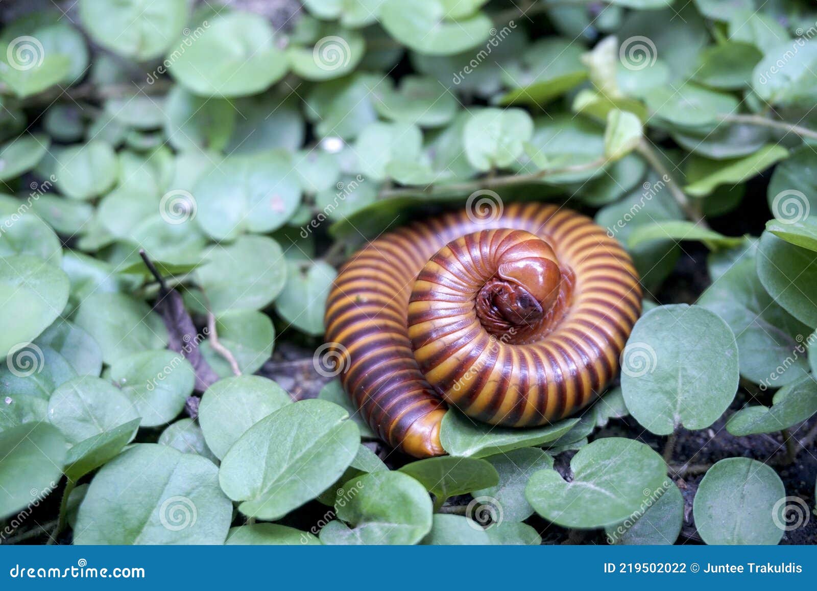 Diplopoda foto de archivo. Imagen de milpiés, animal - 219502022