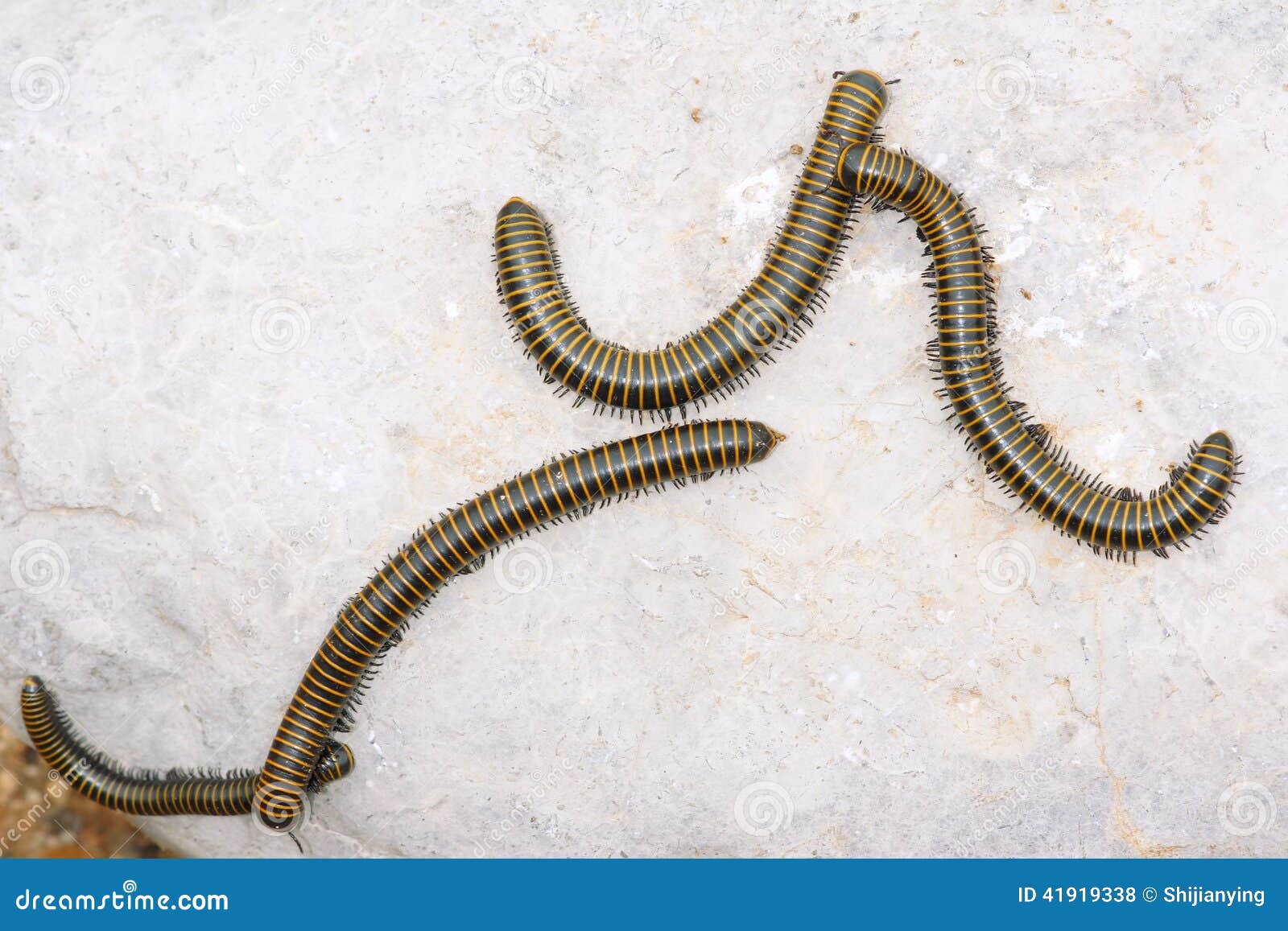 Diplopods stock photo. Image of milleped, life, animals - 41919338