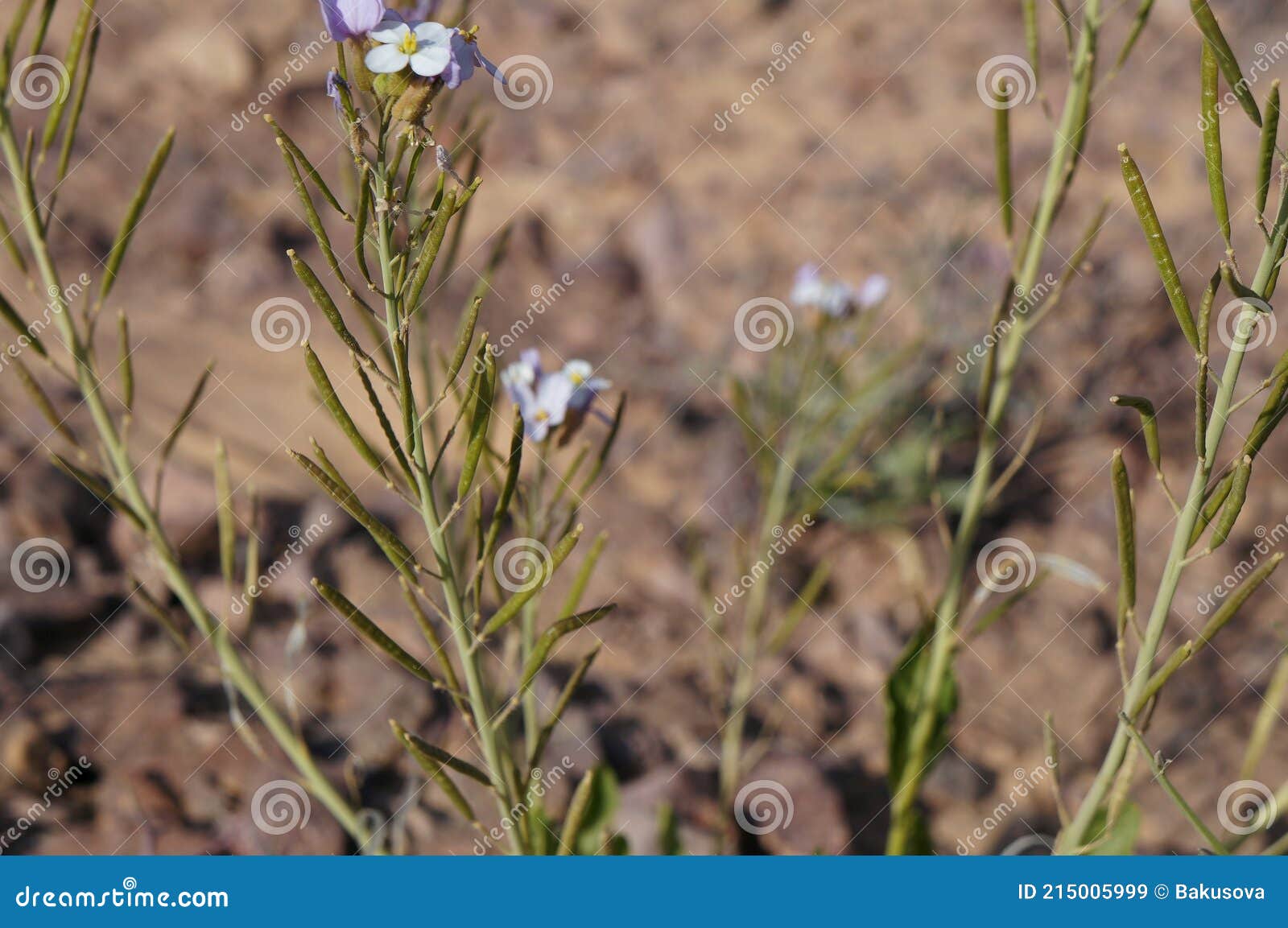 Diplotaxis Acris or Desert Rocket in Bloom in Arava Desert, Focus on a ...