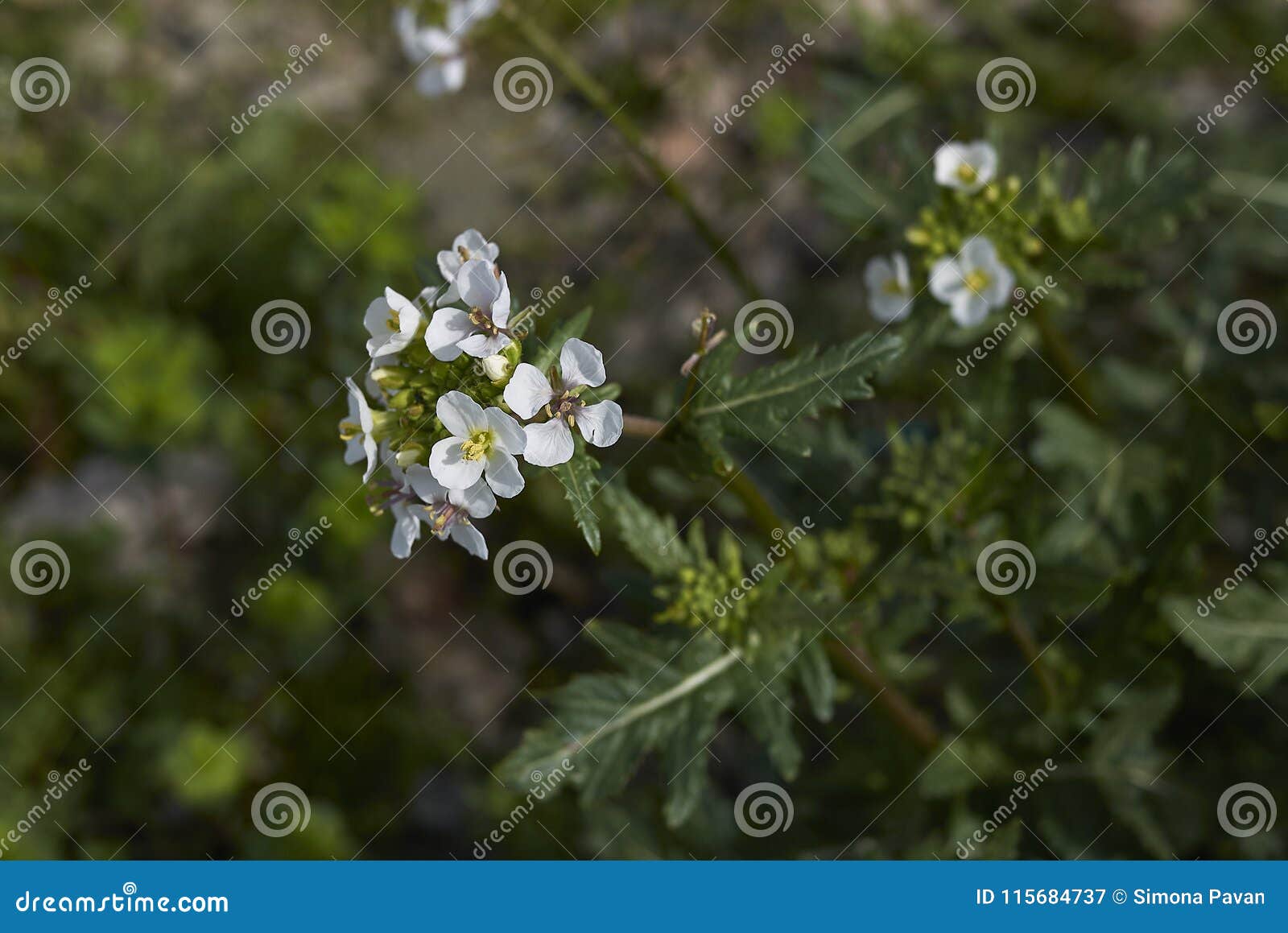 Diplotaxis Erucoides Plants Stock Image - Image of wallrocket ...