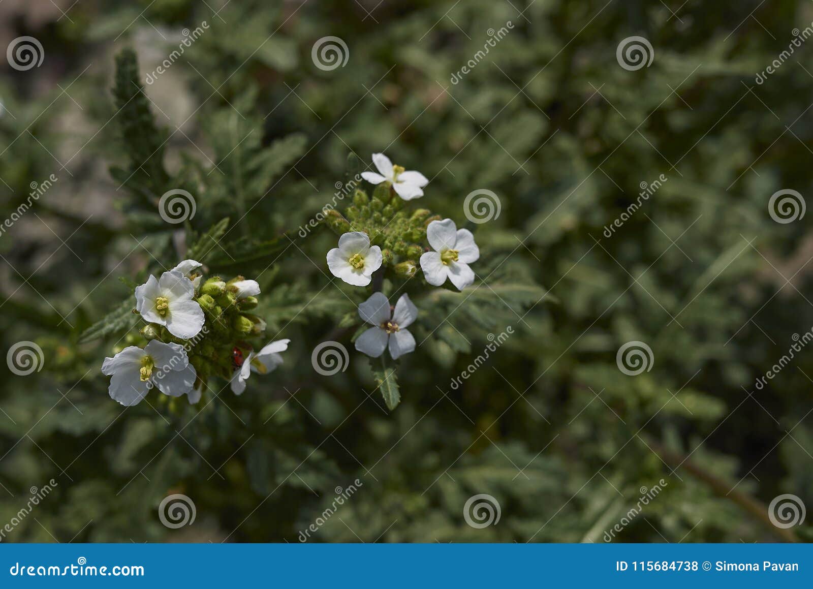 Diplotaxis Erucoides Plants Stock Photo - Image of rocket ...