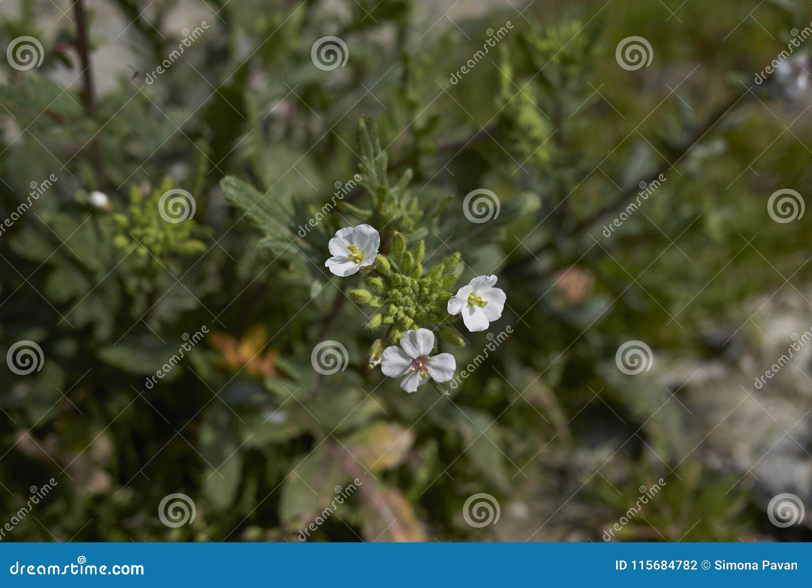 Diplotaxis Erucoides Plants Stock Photo - Image of family, outdoor ...