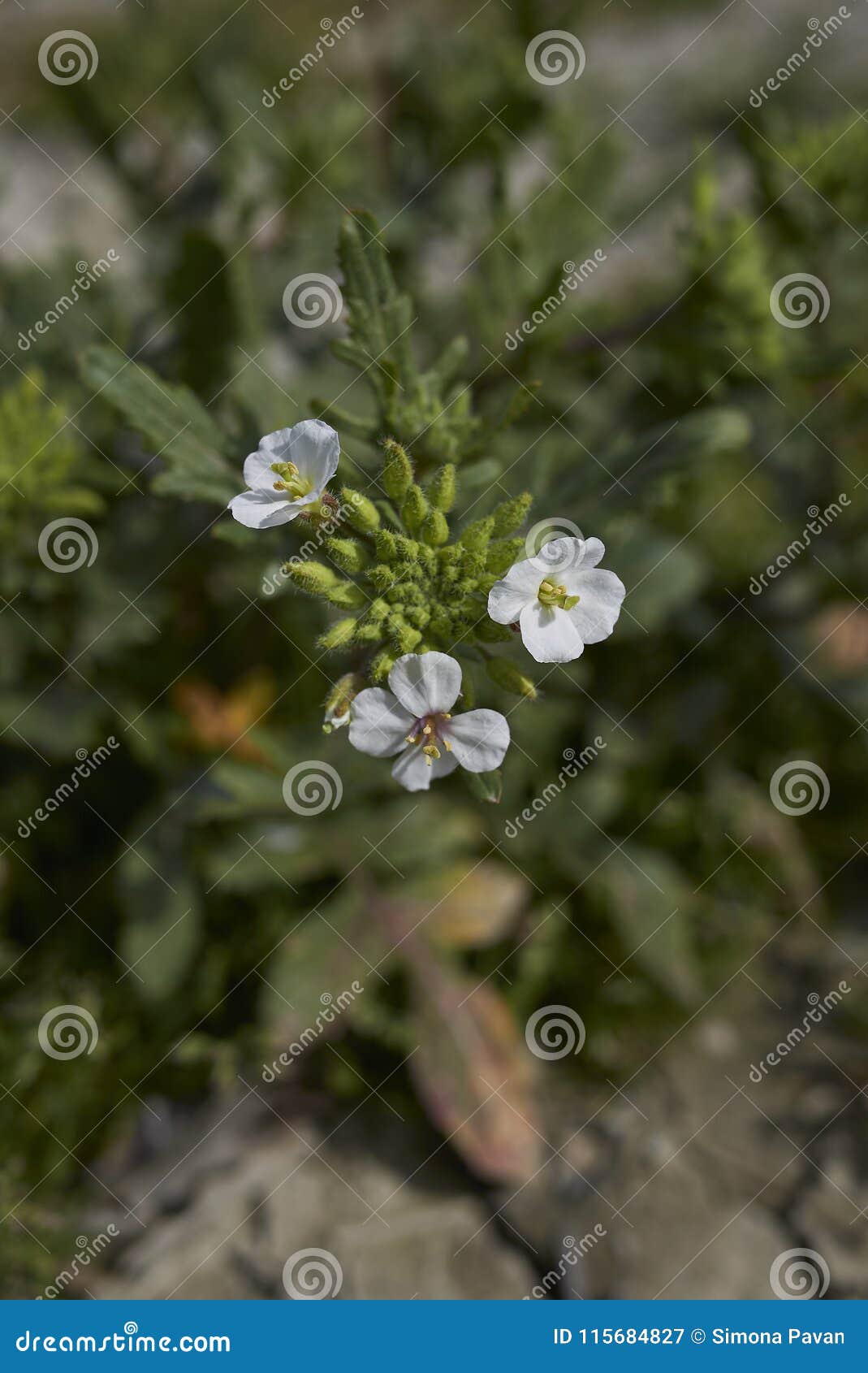 Diplotaxis Erucoides Plants Stock Image - Image of outdoor, botany ...