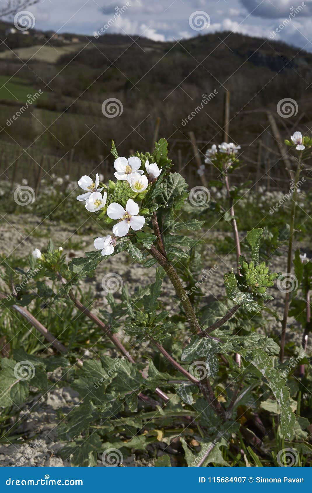 Diplotaxis Erucoides Plants Stock Image - Image of plant, environment ...
