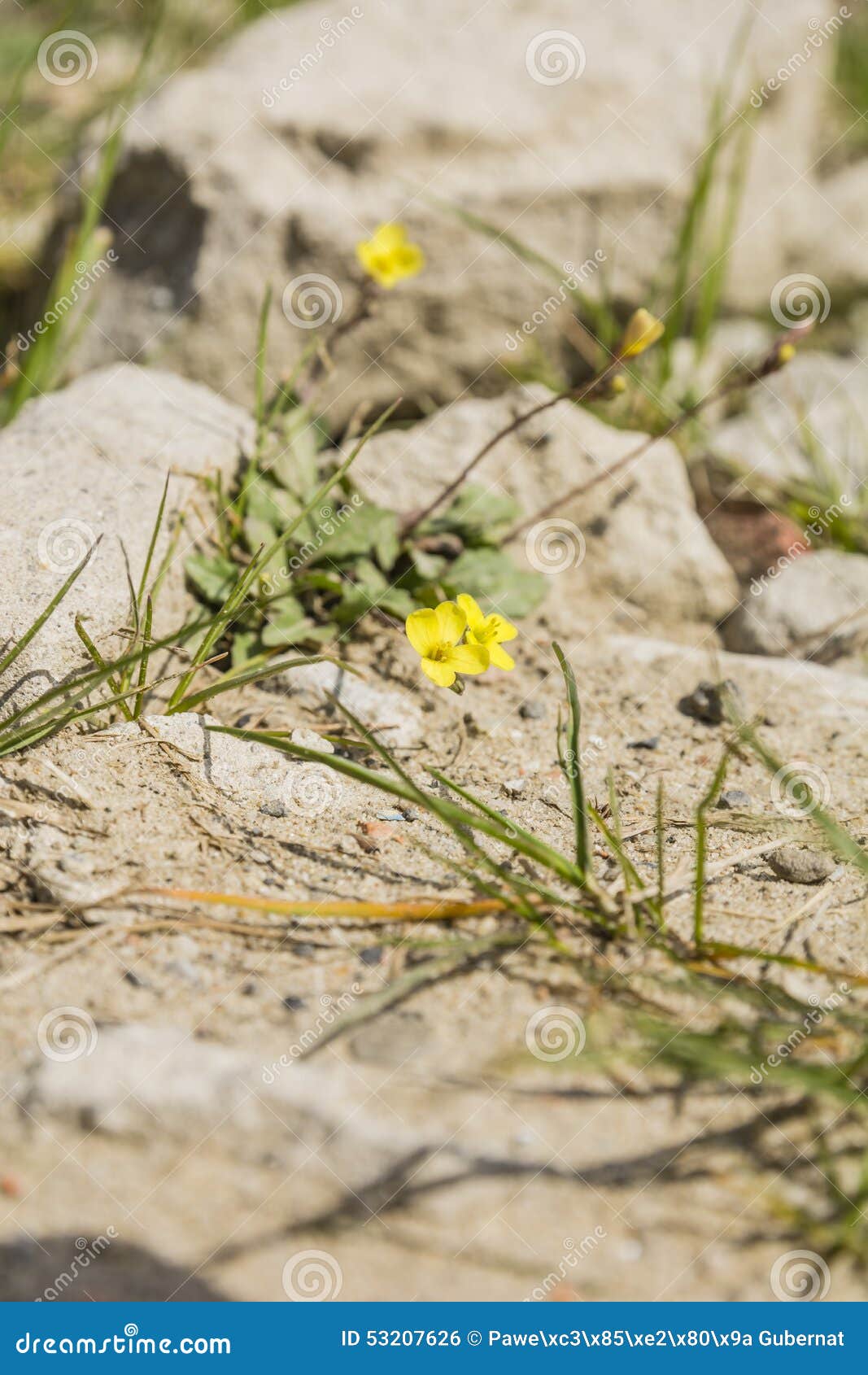 Diplotaxis Muralis, The Annual Wall-rocket, Is A Species Of Flowering ...