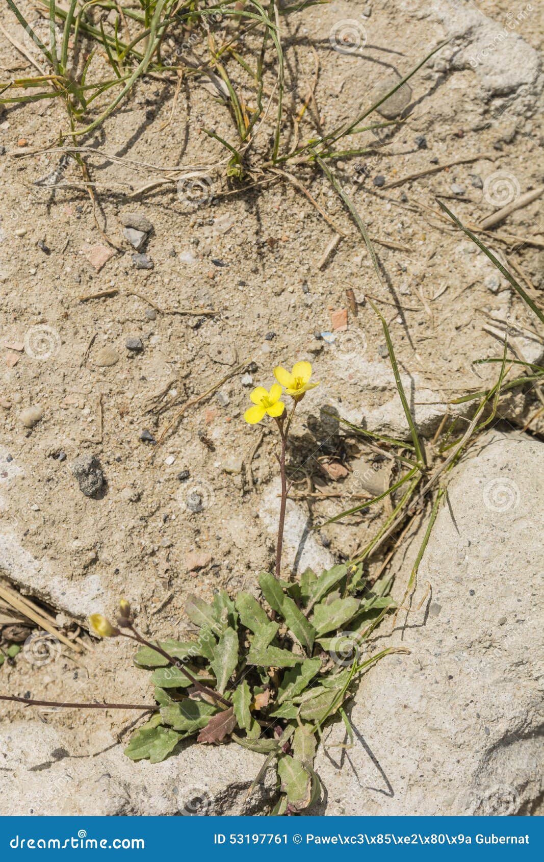Diplotaxis Muralis, The Annual Wall-rocket, Is A Species Of Flowering ...