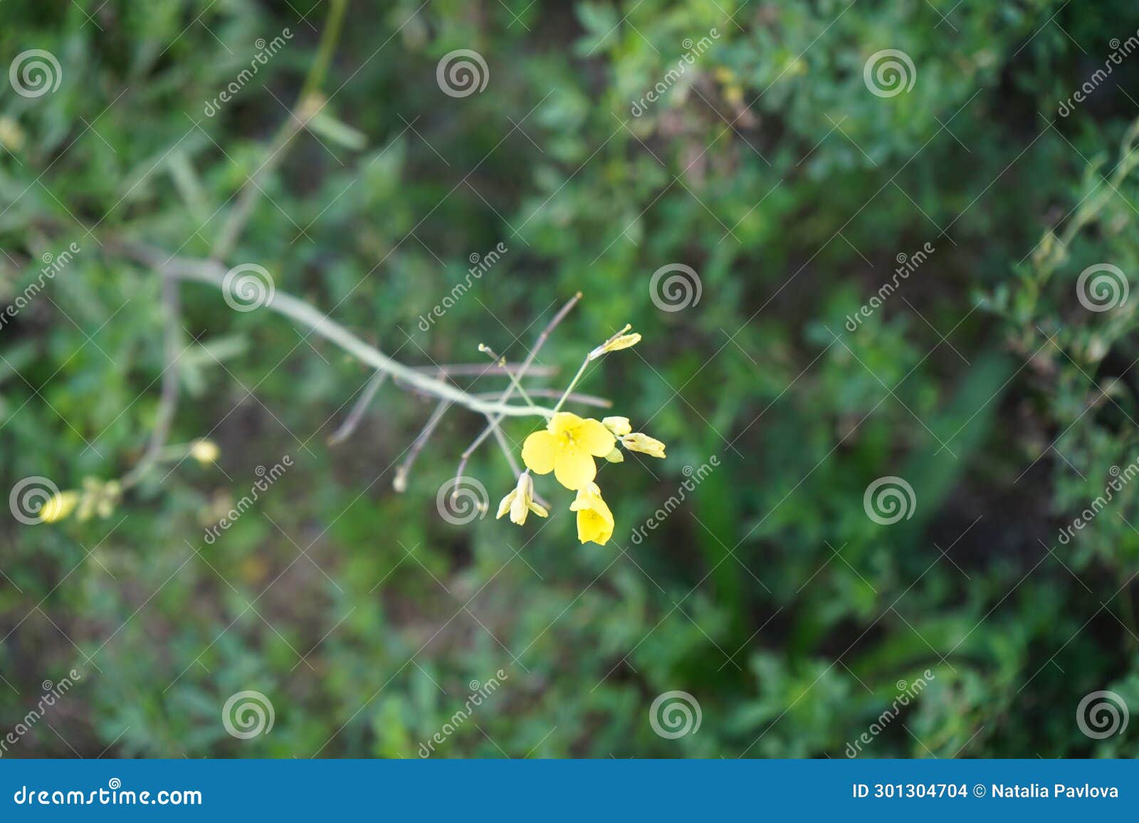 Diplotaxis Tenuifolia Blooms in September. Berlin, Germany Stock Photo ...