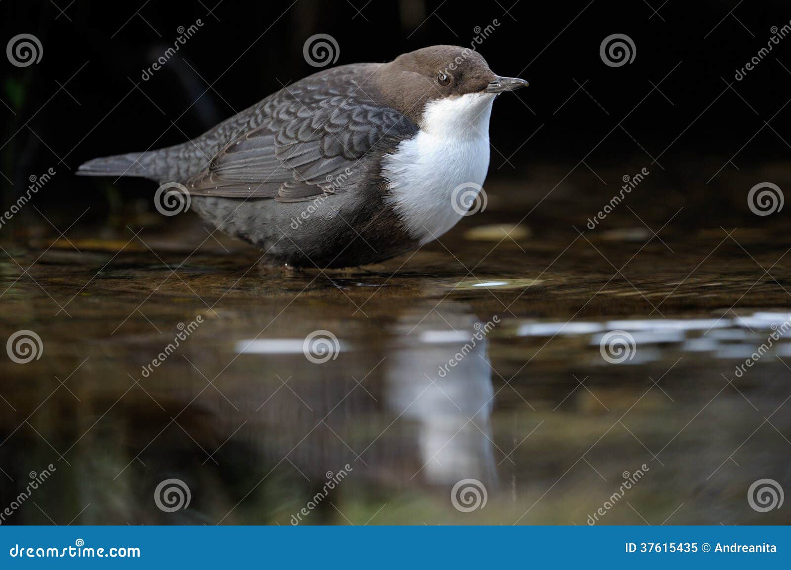 Dipper stock image. Image of fauna, mirrorred, fronted - 37615435
