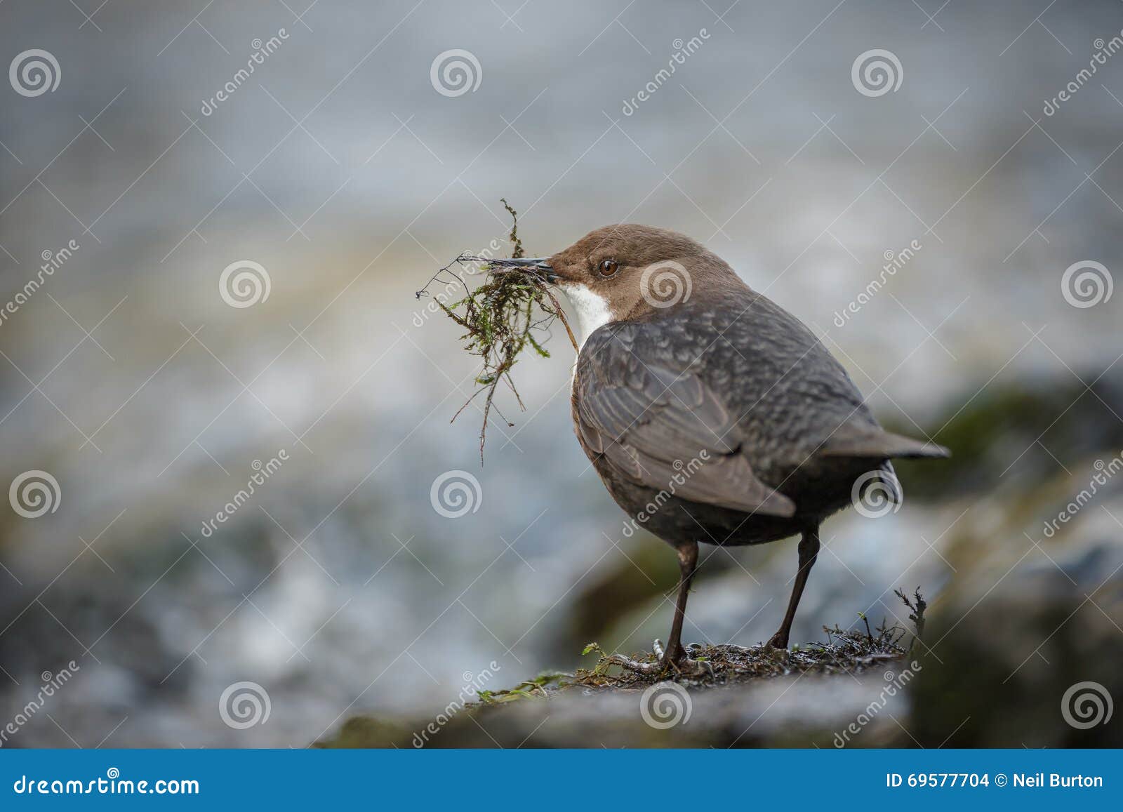 Dipper in England with Nesting Material Stock Photo - Image of moss ...