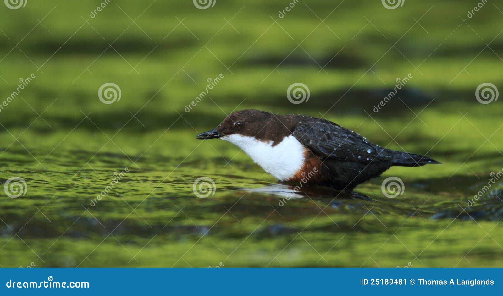 Dipper on Green stock image. Image of avian, ornithological - 25189481