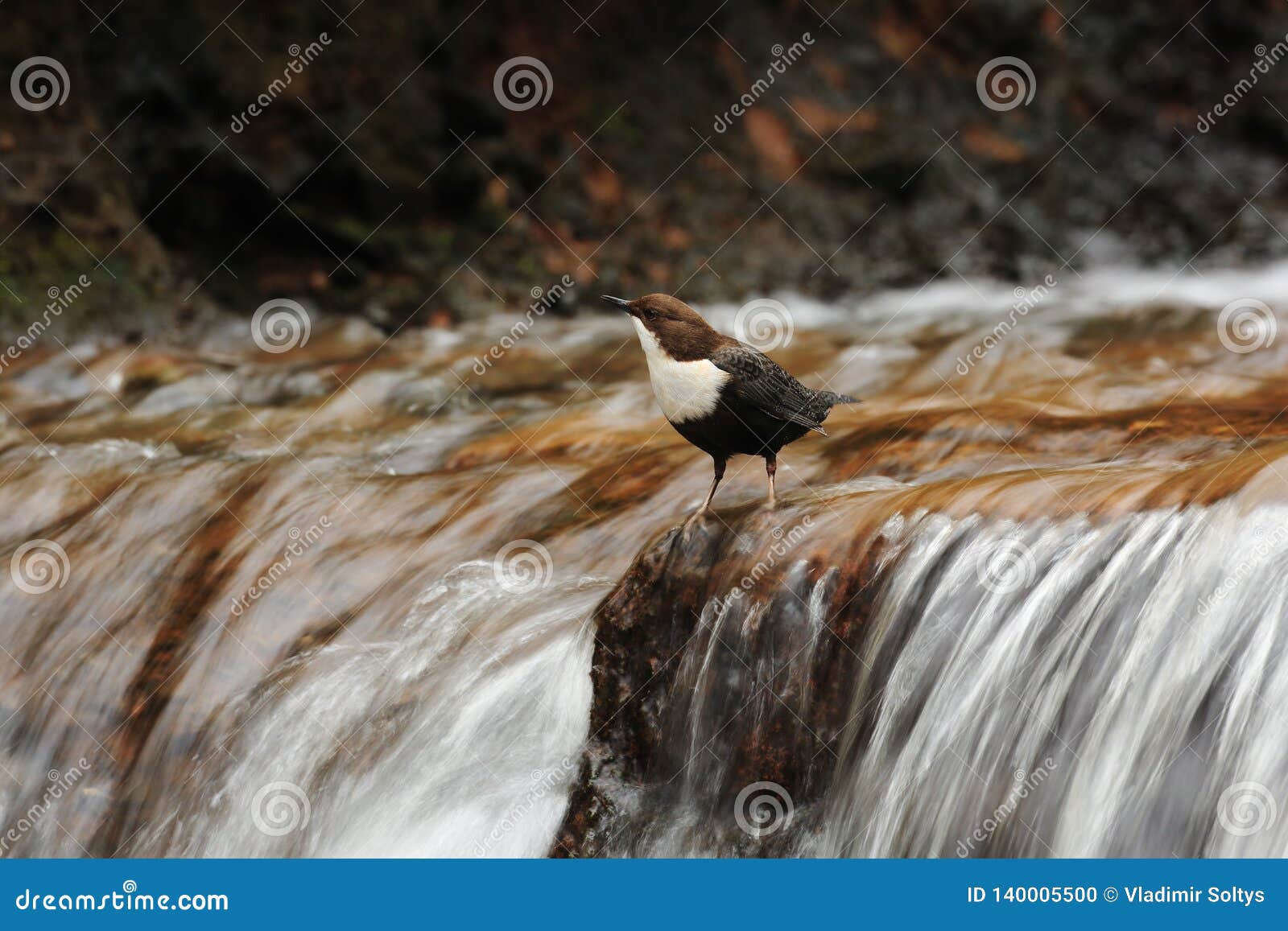 Dipper Inside Waterfall on Spring Stock Photo - Image of morning, light ...