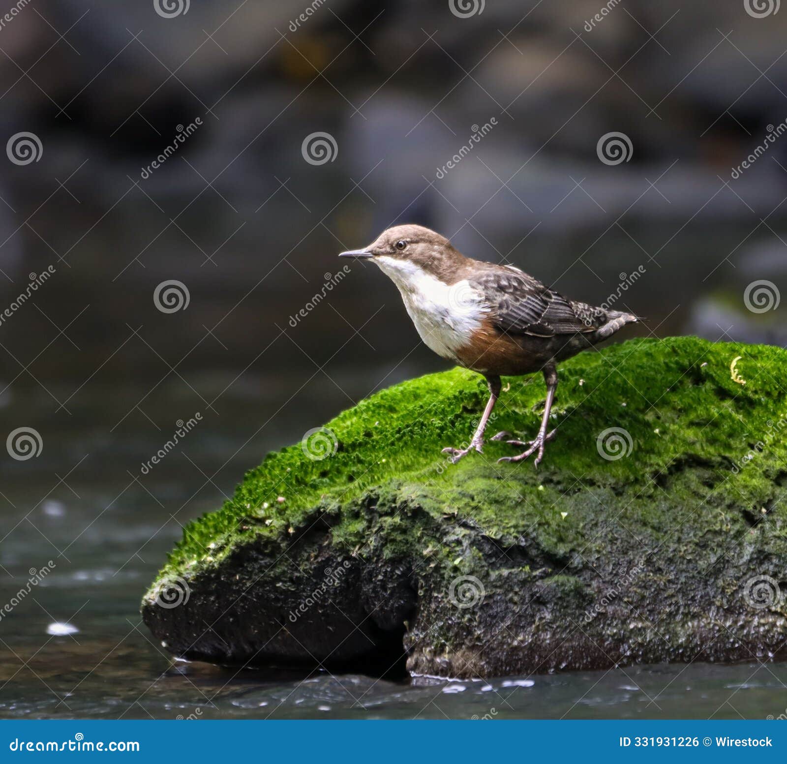Dipper on the River Cynon, South Wales Stock Photo - Image of water ...