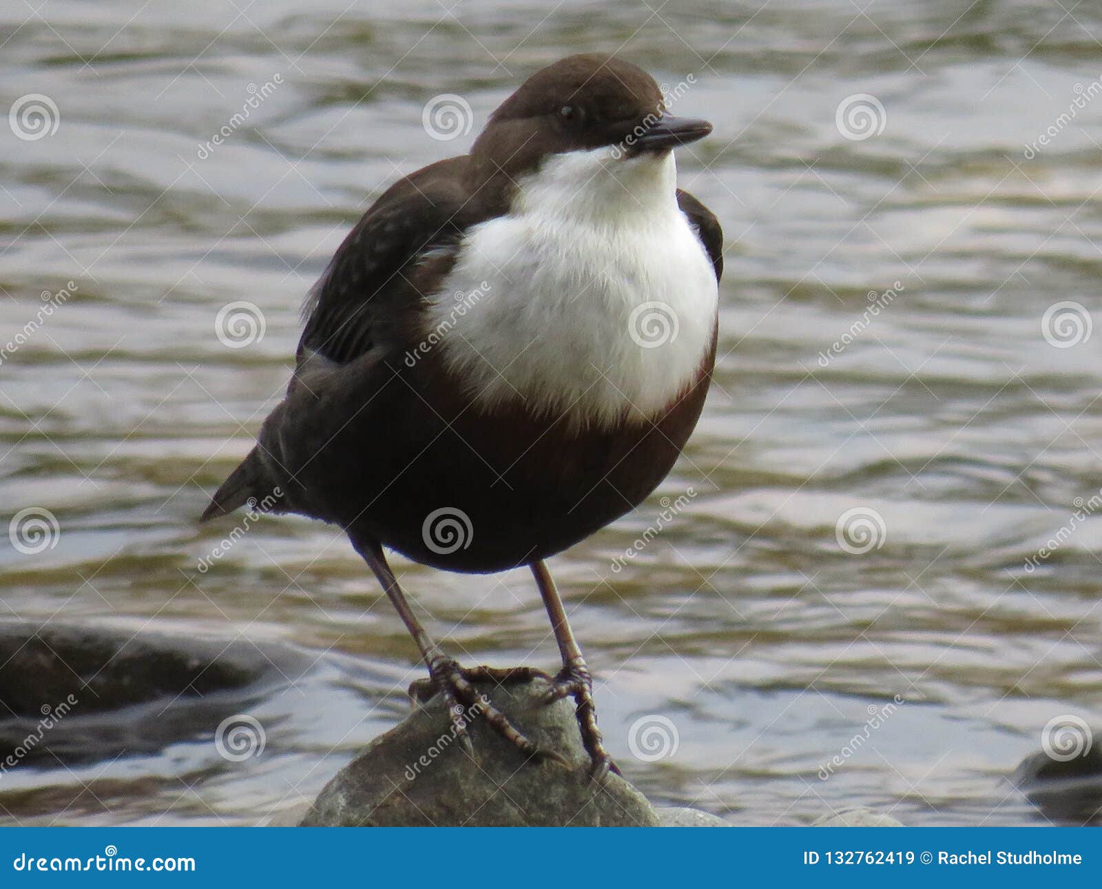 Dipper stock image. Image of outdoors, wildlife, rock - 132762419