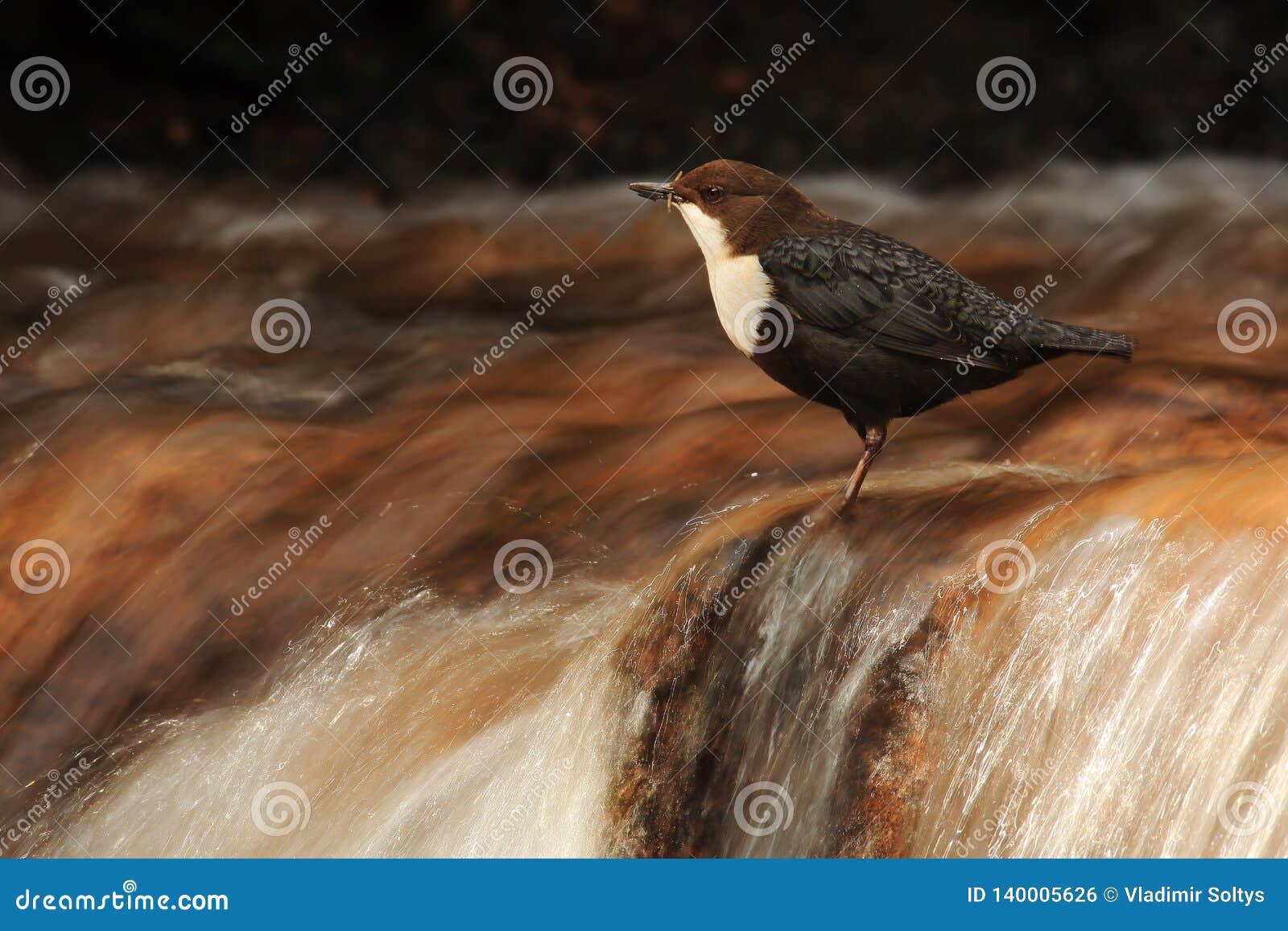 Dipper Sitting Inside Waterfall Stock Photo - Image of colors, dipper ...