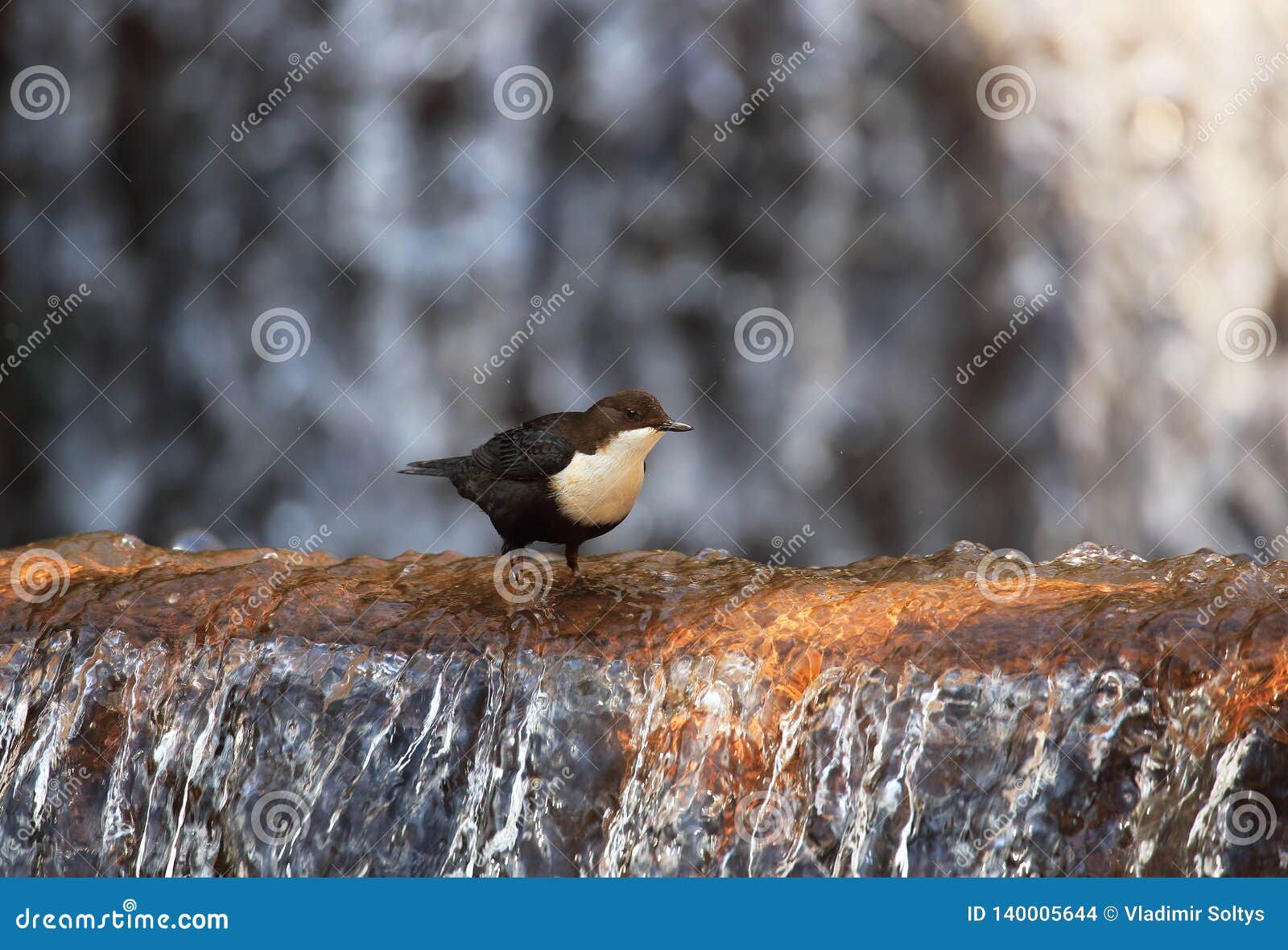 Dipper Sitting Inside Waterfall Stock Photo - Image of birds, spring ...