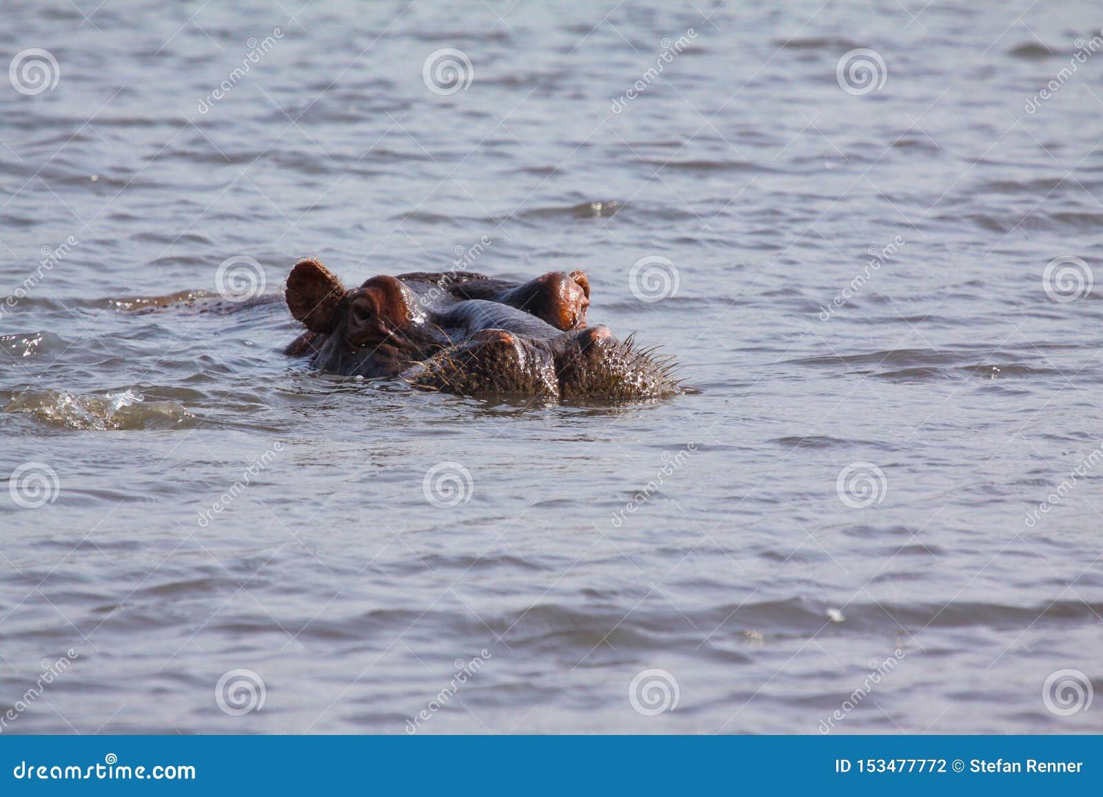 Dipping hippopotamus stock photo. Image of hiding, lake - 153477772