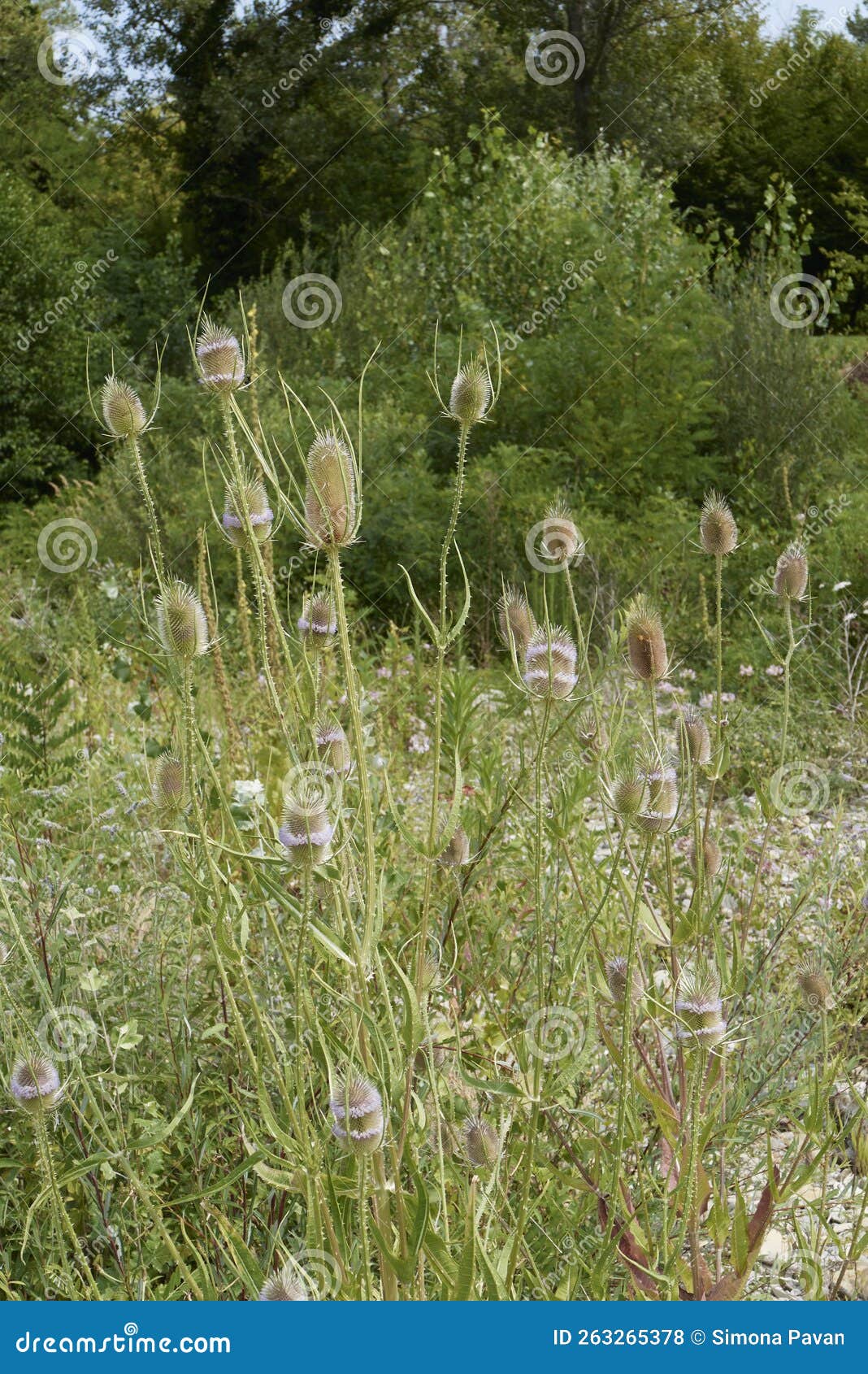 Dipsacus Fullonum Plant in Bloom Stock Photo - Image of butterfly ...