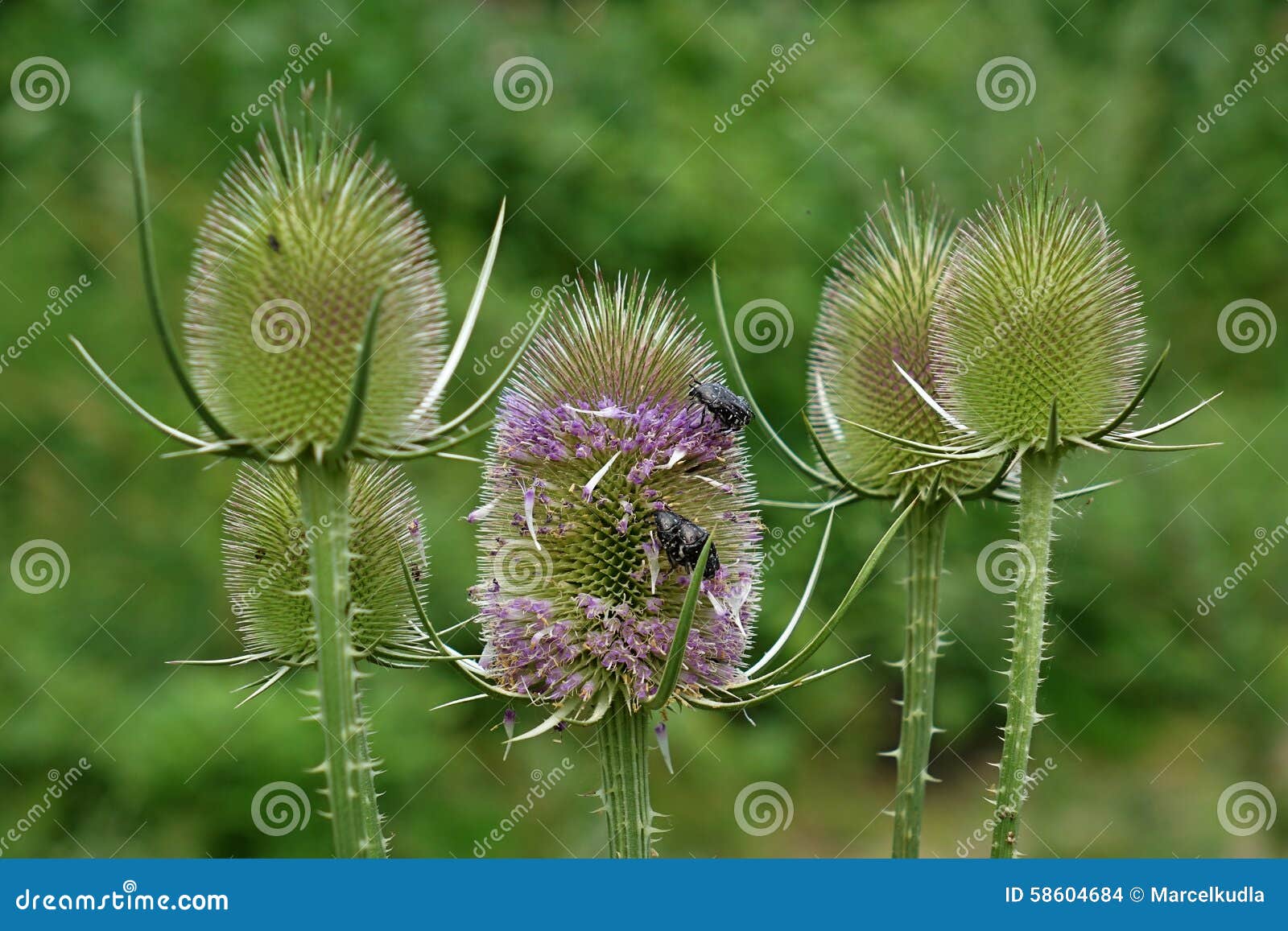 Dipsacus fullonum stock photo. Image of inflorescence - 58604684