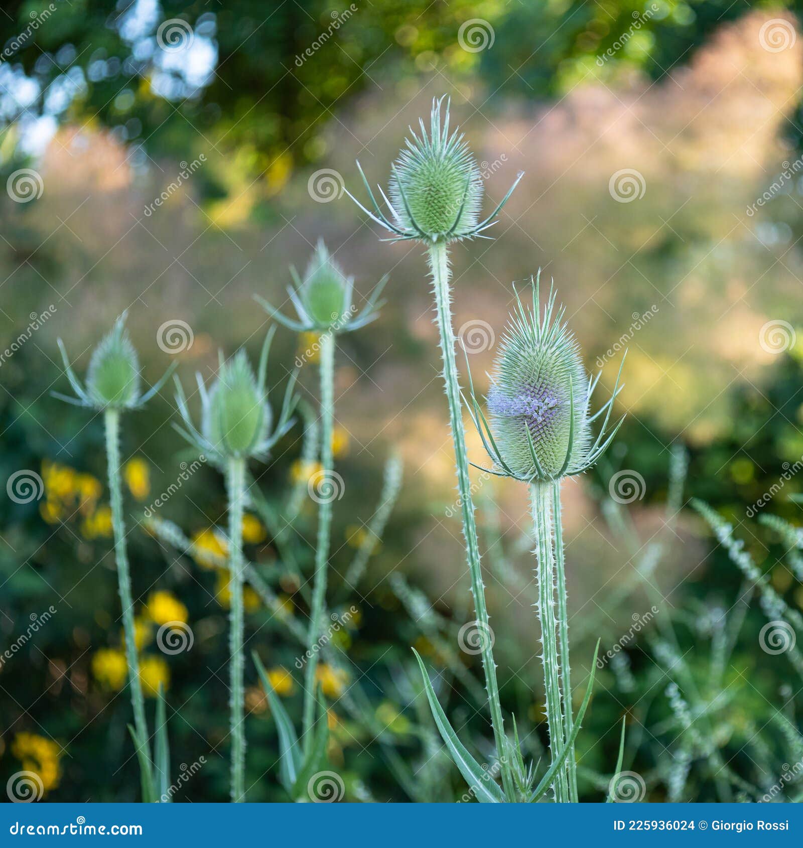 Dipsacus, Green Flowering Plant: Teasel with Prickly Stem Stock Photo ...