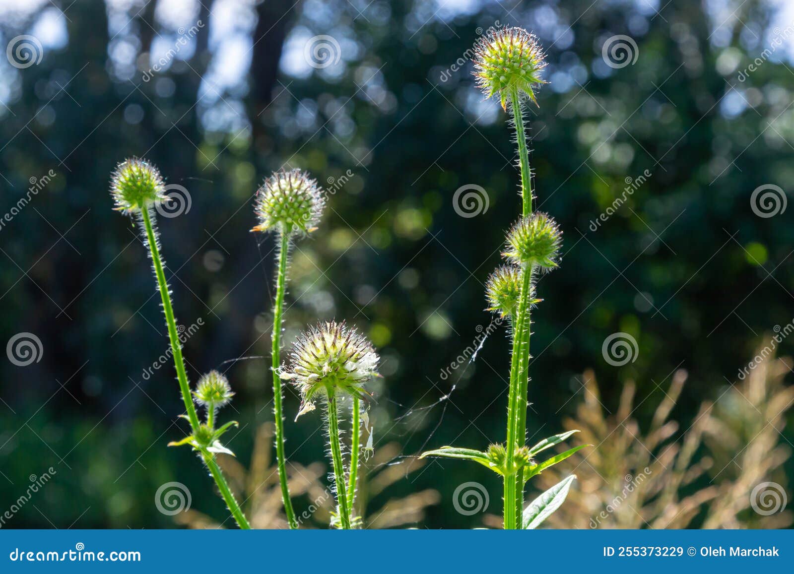 Dipsacus Pilosus, Small Teasel. Wild Plant Shot in Summer Stock Image ...