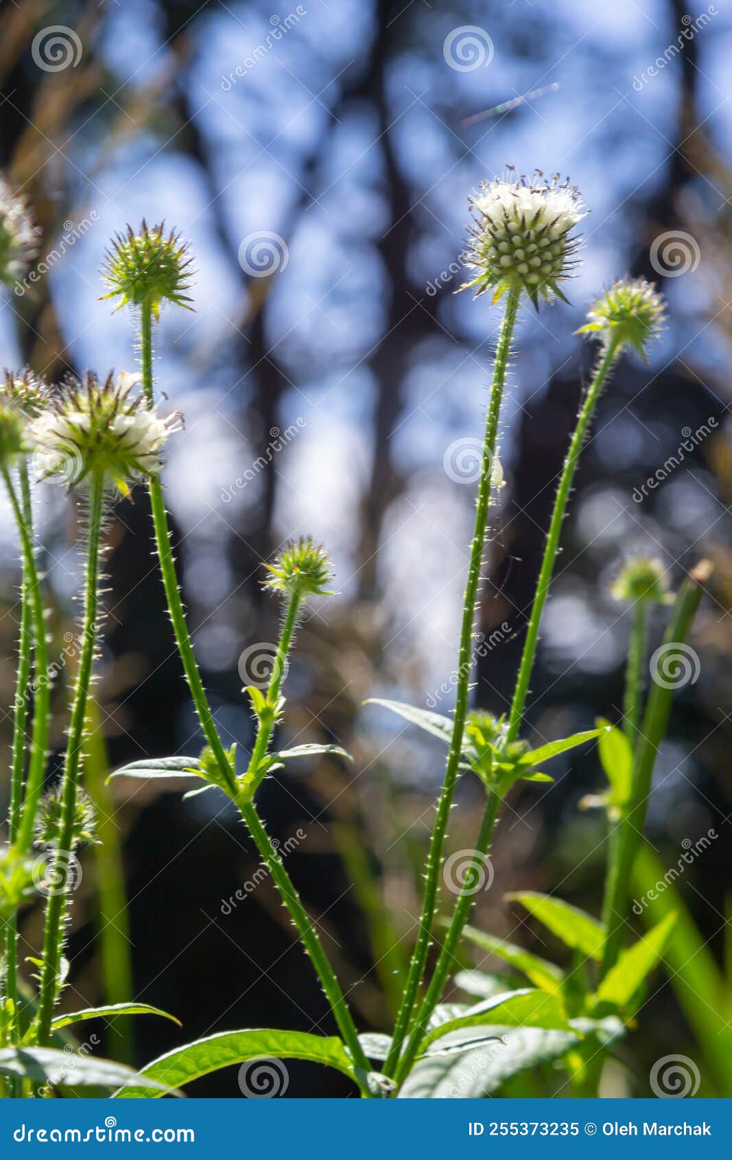 Dipsacus Pilosus, Small Teasel. Wild Plant Shot in Summer Stock Image - Image of flora, buds ...