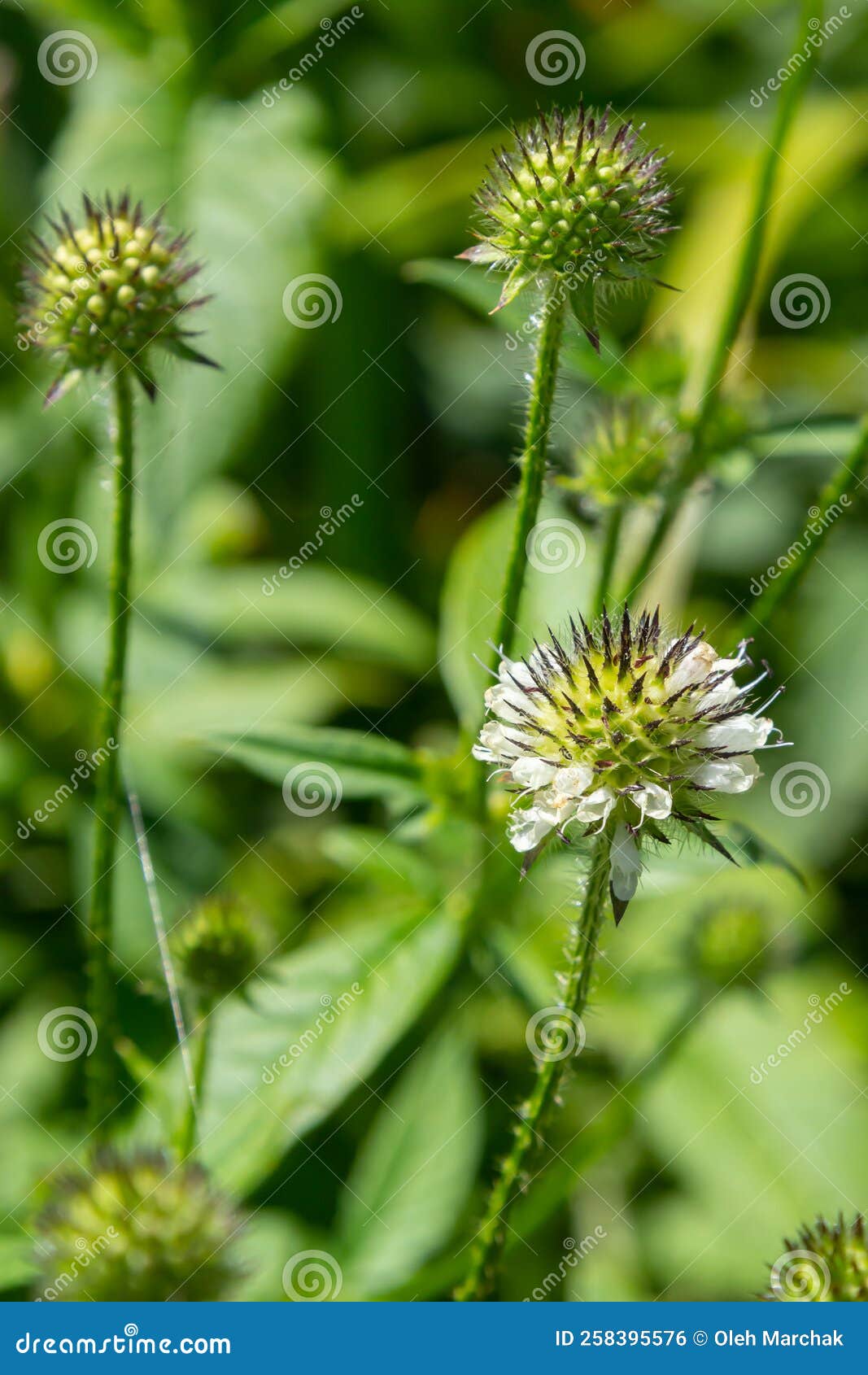 Dipsacus Pilosus, Small Teasel. Wild Plant Shot in Summer Stock Photo ...