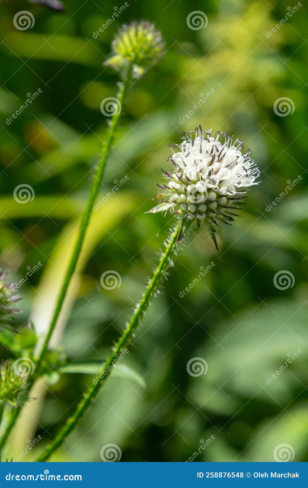 Dipsacus Pilosus, Small Teasel. Wild Plant Shot in Summer Stock Photo ...