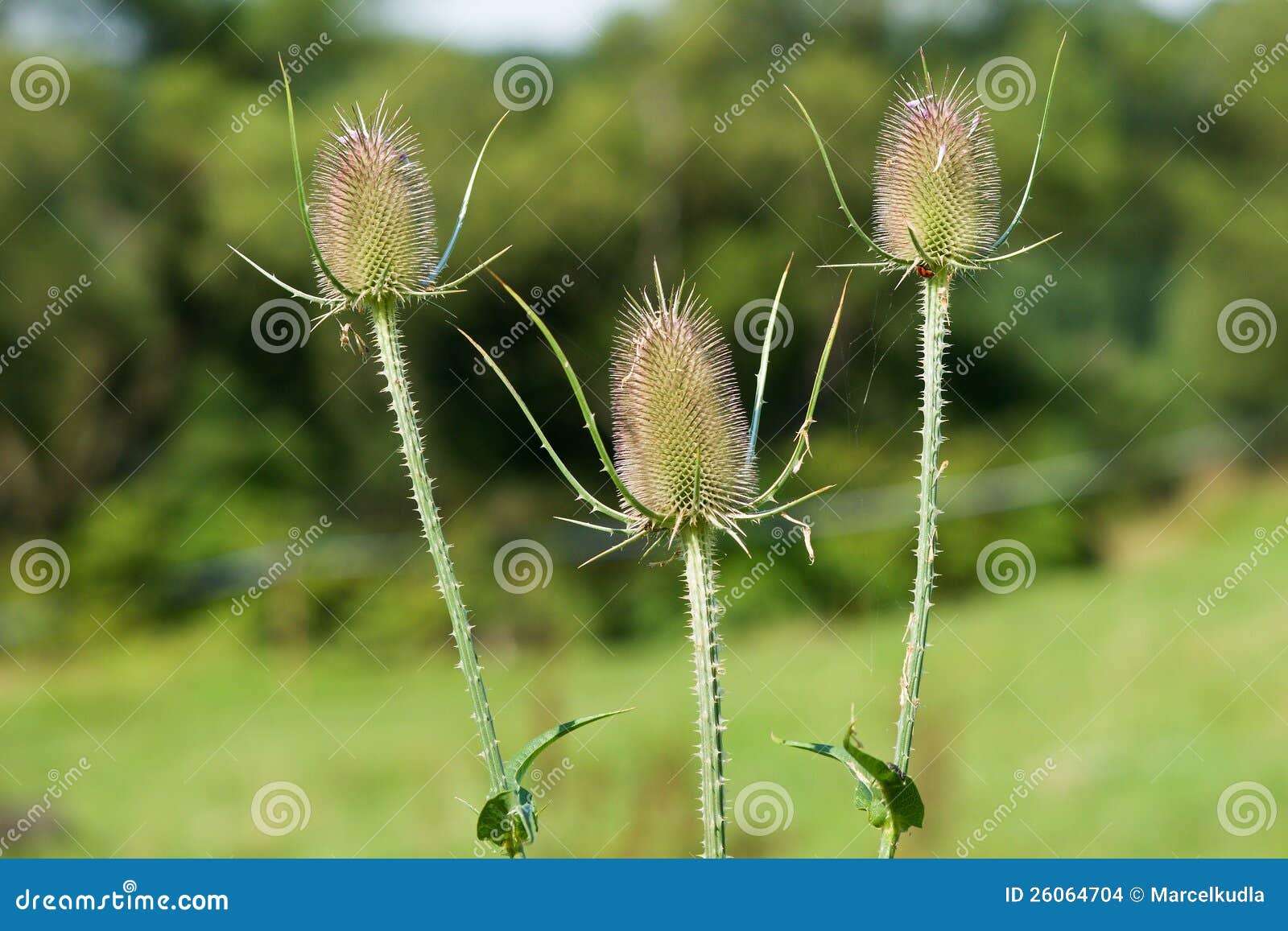 Dipsacus silvestris stock photo. Image of background - 26064704