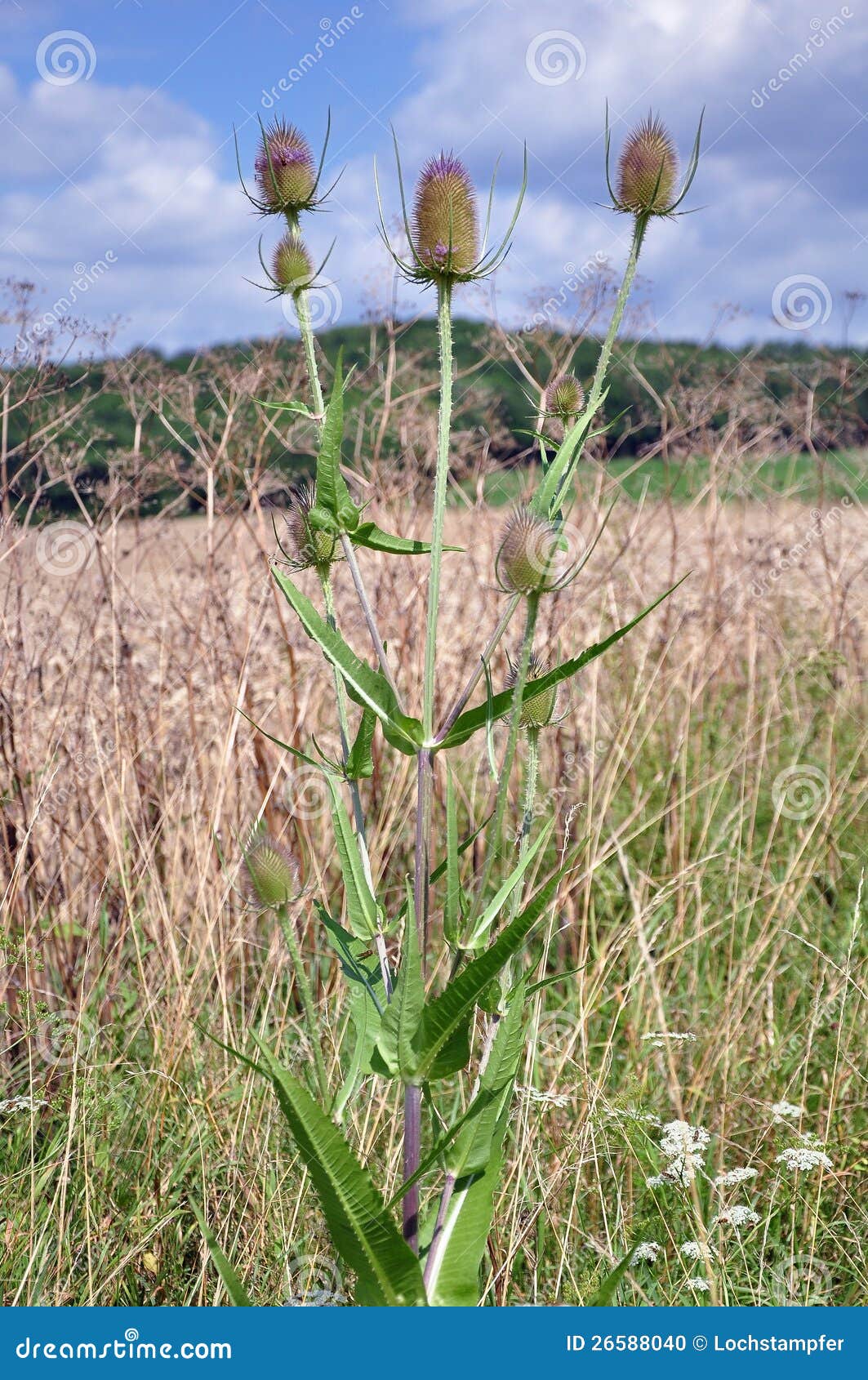 Dipsacus sylvestris stock photo. Image of blue, karde - 26588040