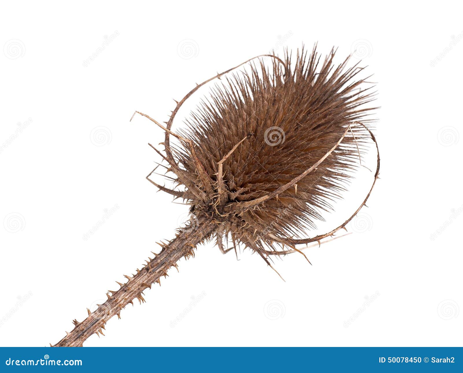Dipsacus - Teasel, Teazel or Teazle. Isolated Over White. Stock Photo ...