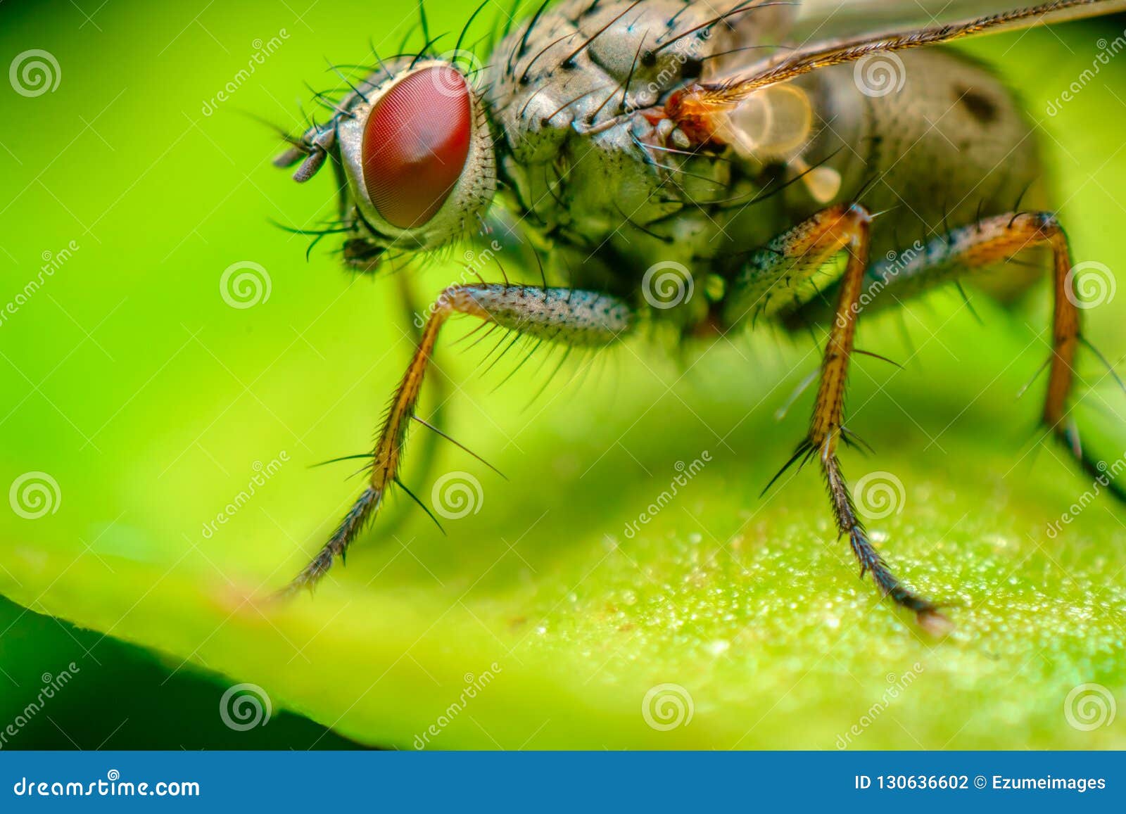 Diptera Brachycera House Fly Stock Photo - Image of flies, eating ...
