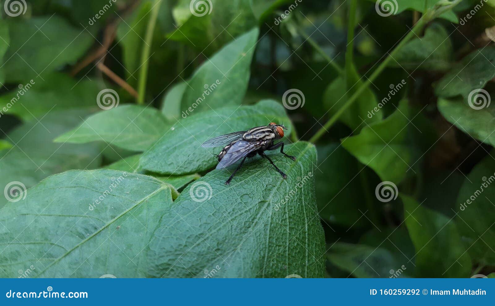 Diptera is the Classification Order of the Insecta Class Based on Wings ...