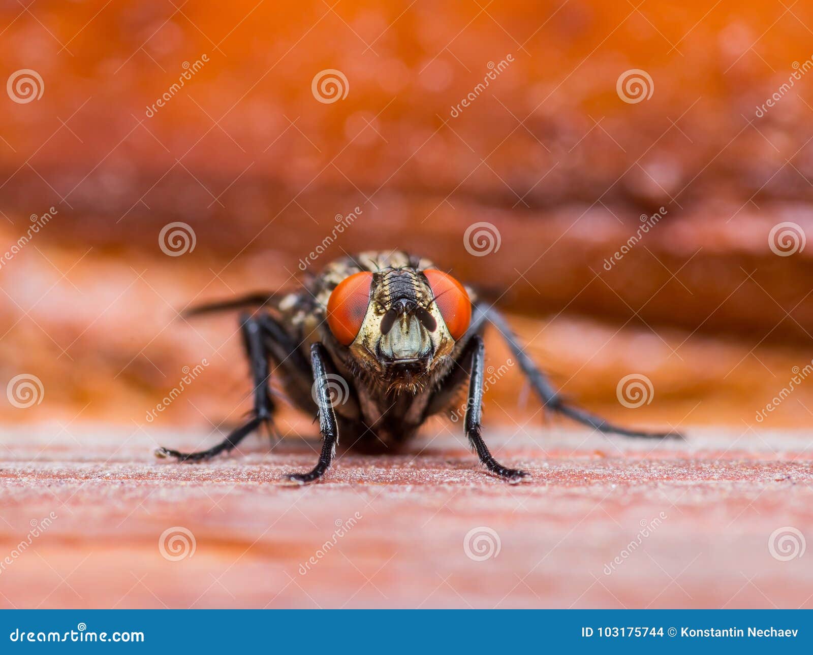 Diptera Fly Insect On Red Background Stock Photography | CartoonDealer ...