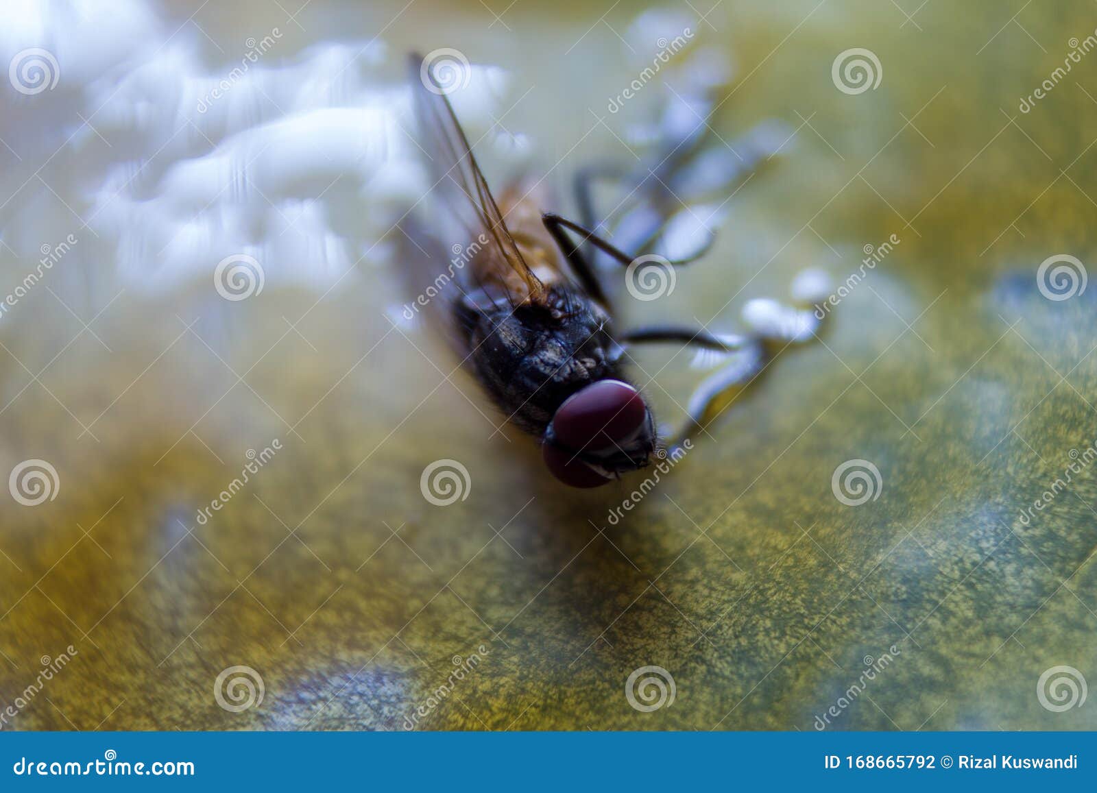 Diptera Is The Classification Order Of The Insecta Class Based On Wings ...