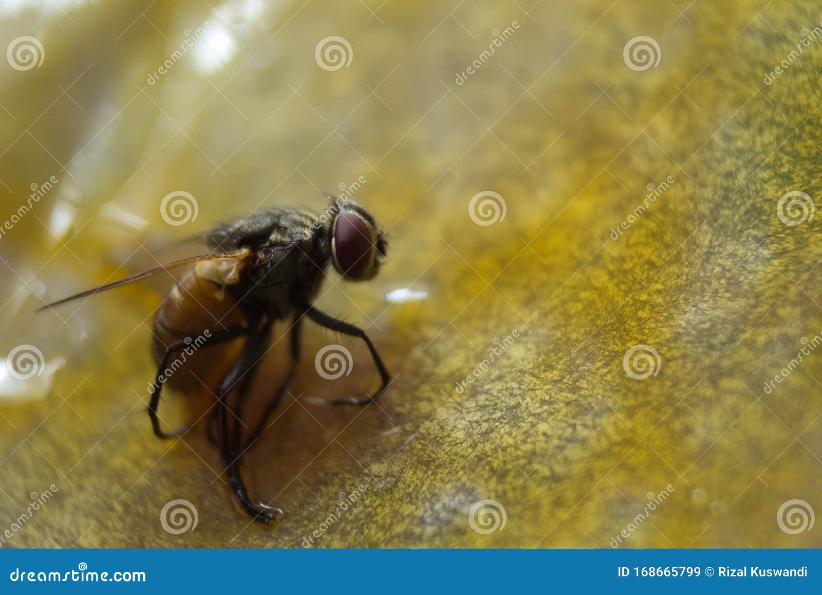 Diptera Is The Classification Order Of The Insecta Class Based On Wings ...