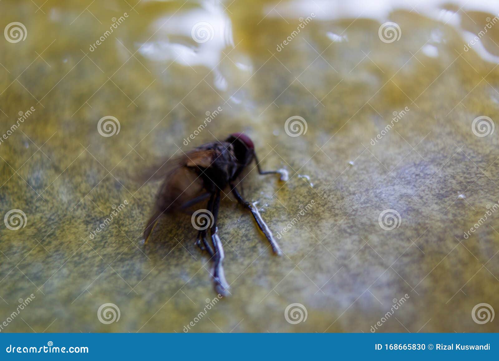 Diptera Is The Classification Order Of The Insecta Class Based On Wings ...