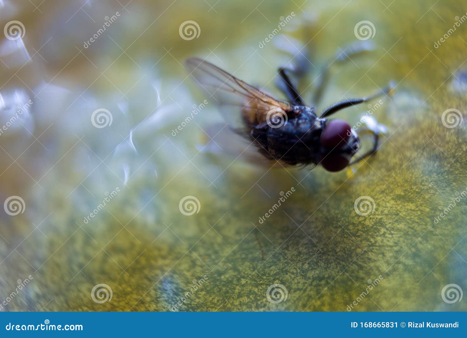 Close Up of Flies Stuck in the Glue Stock Image - Image of annoyed ...
