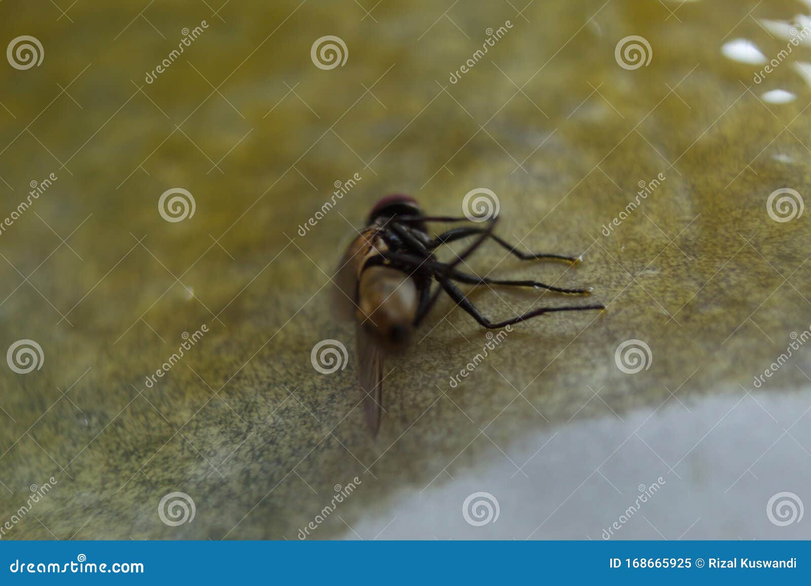 Diptera Is The Classification Order Of The Insecta Class Based On Wings ...