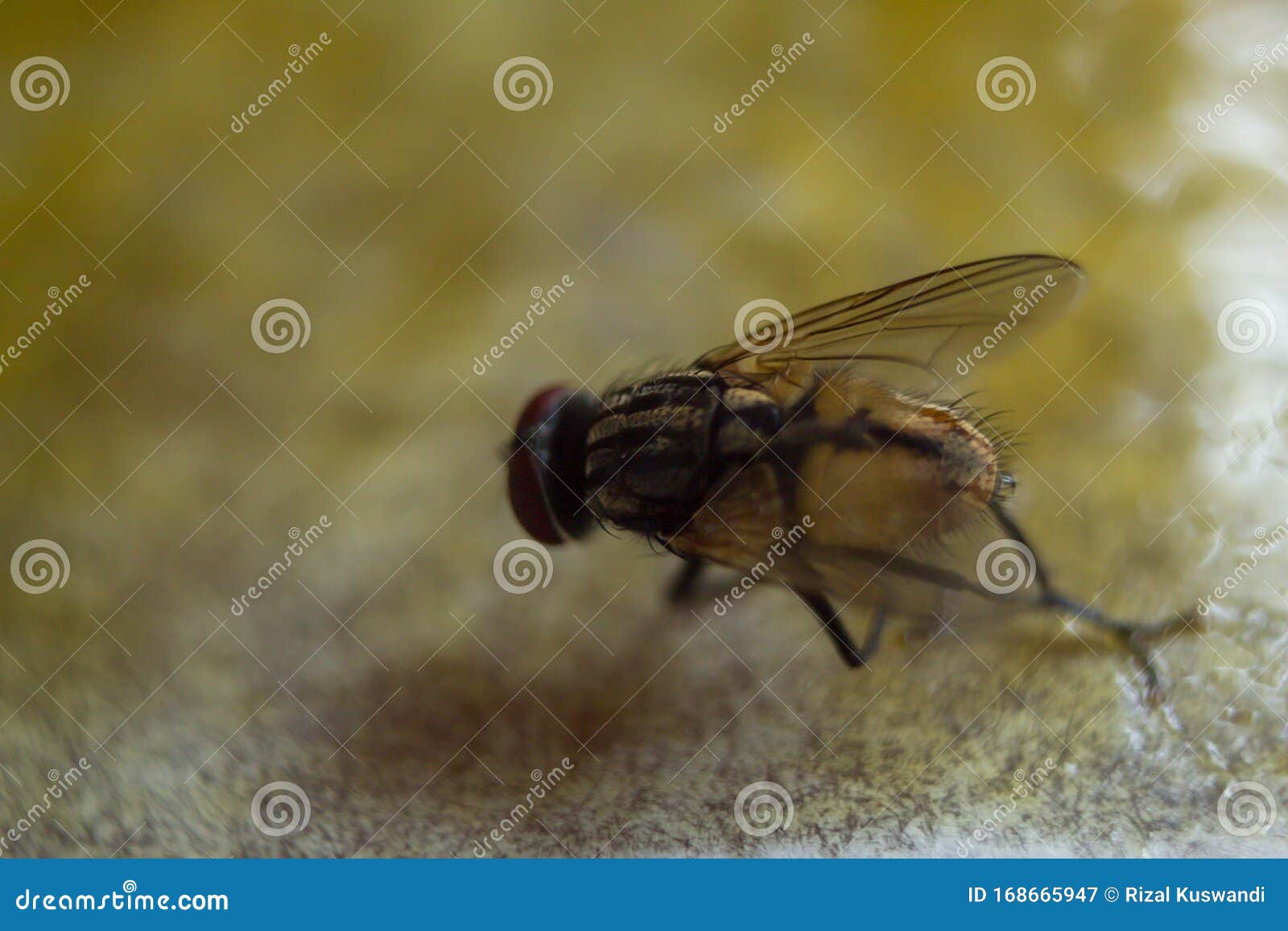 Diptera Is The Classification Order Of The Insecta Class Based On Wings ...