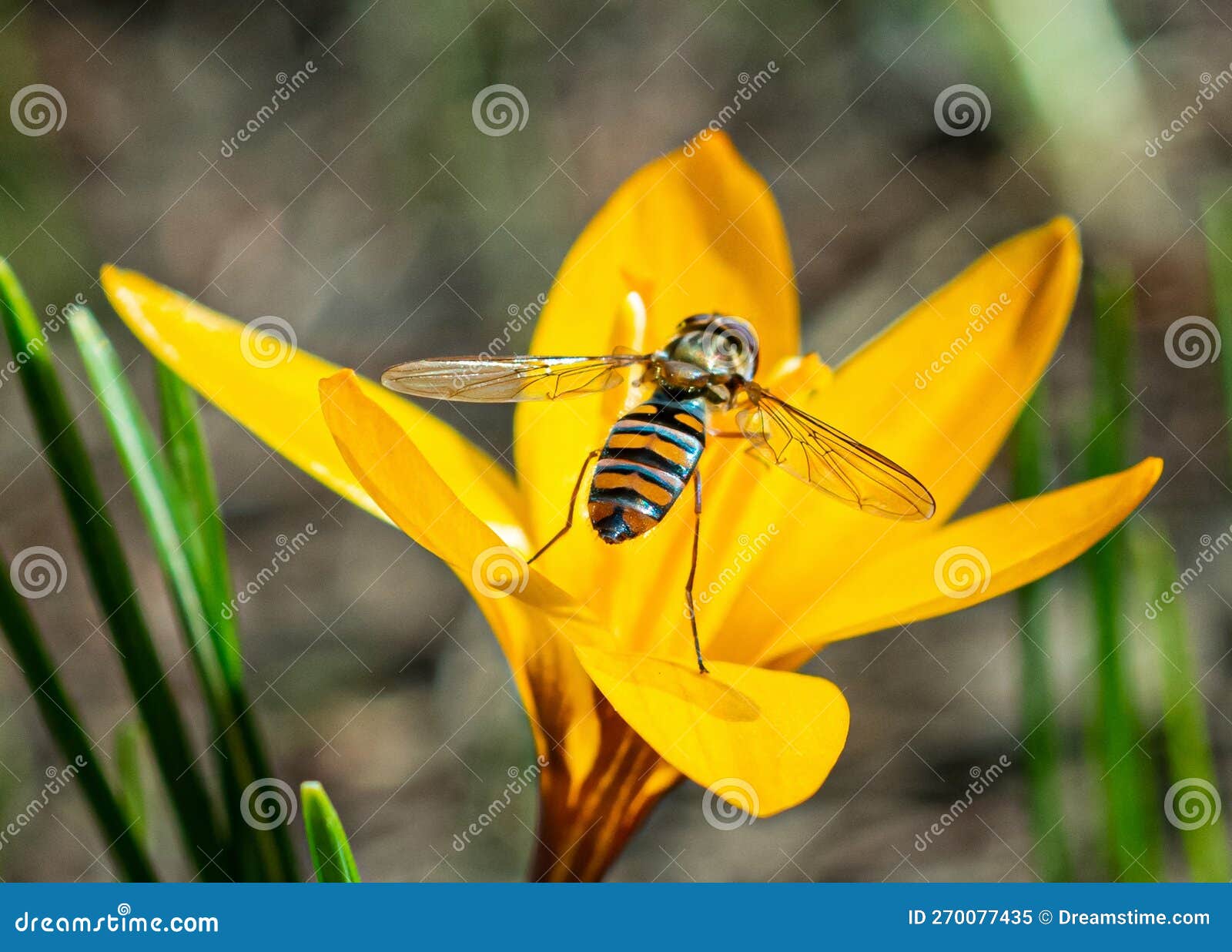 Diptera Insect Fly Episyrphus Balteatus (marmalade Hoverfly) Sitting on ...