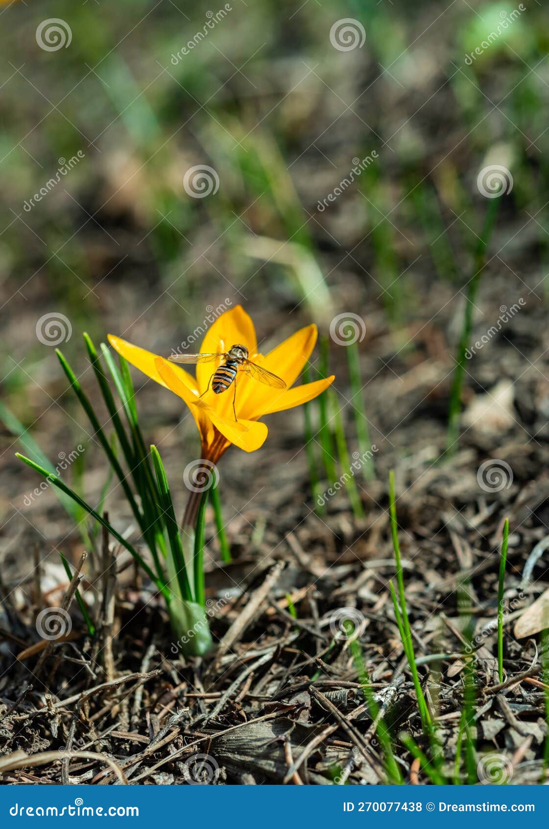 Diptera Insect Fly Episyrphus Balteatus (marmalade Hoverfly) Sitting on ...