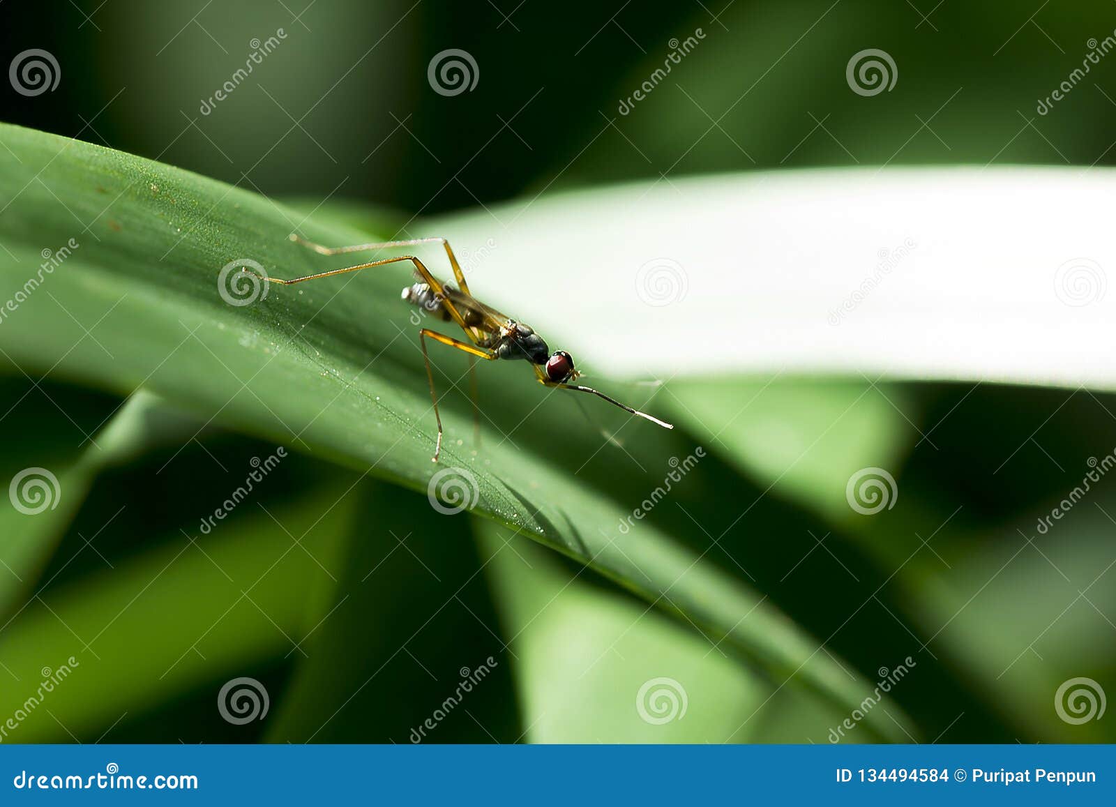 Diptera is on the leaf. stock photo. Image of hairy - 134494584