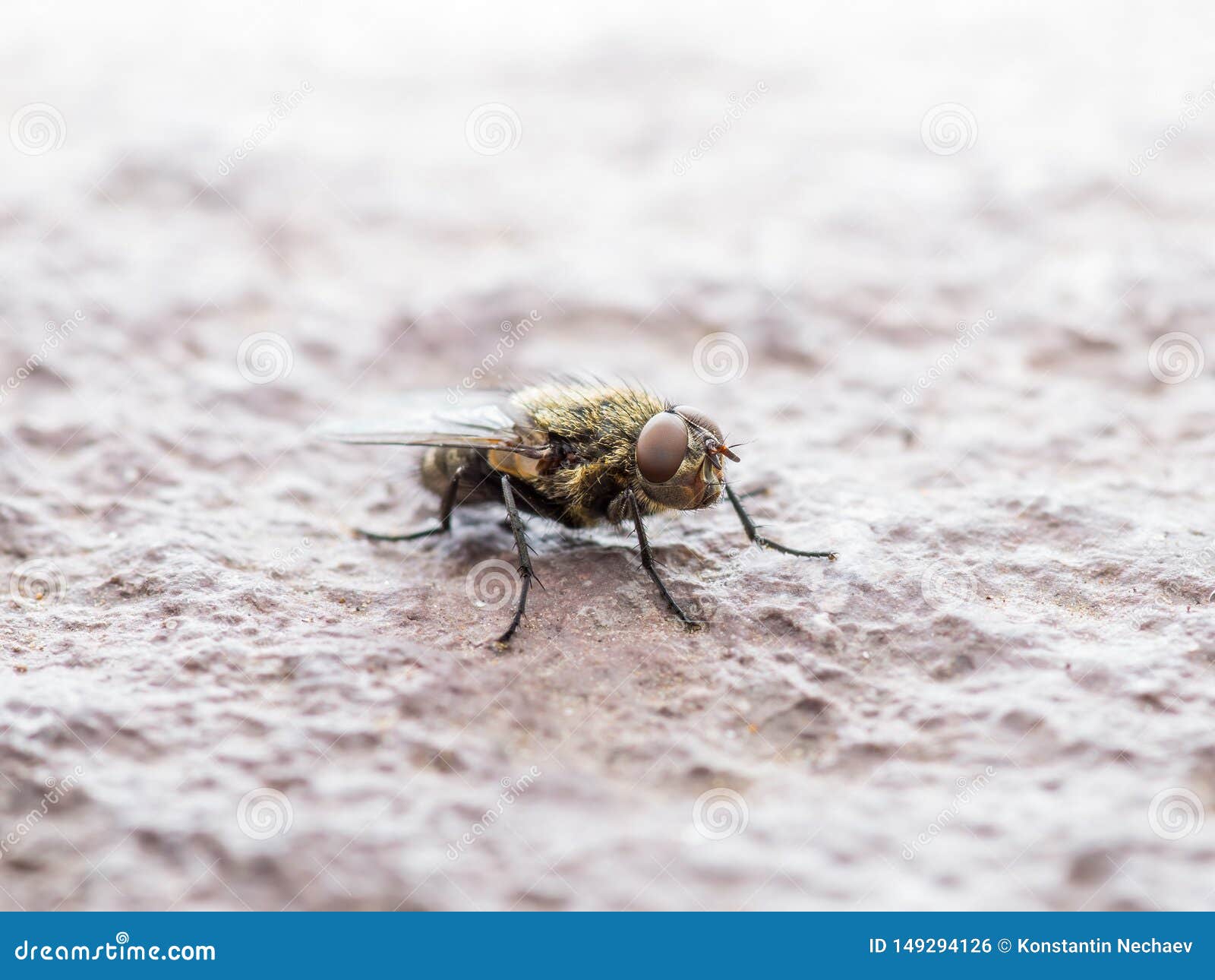 Diptera Meat Fly Insect on Rock Stock Photo - Image of diptera, sitting ...