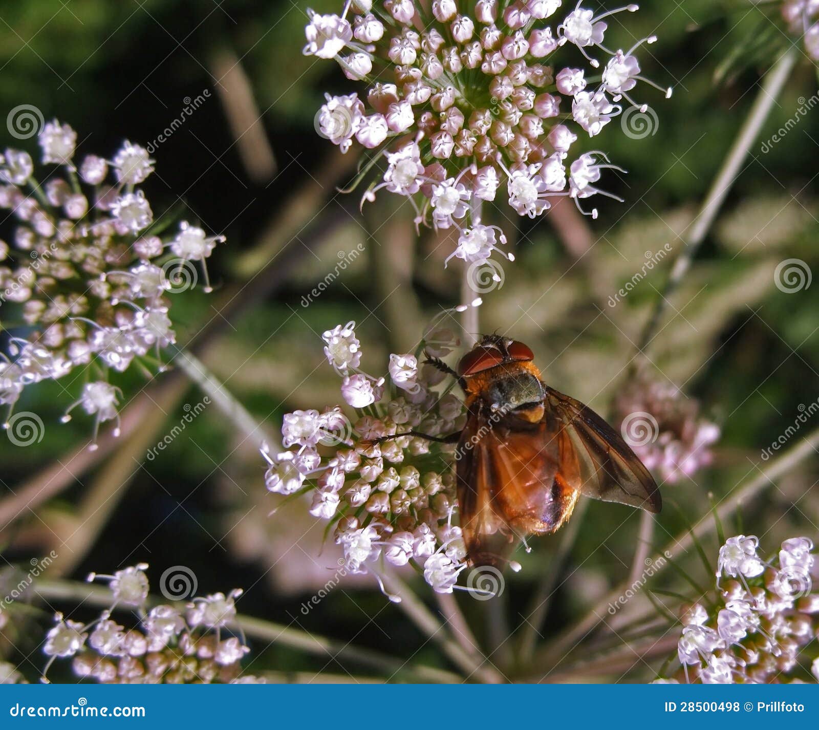 Diptera in natural back stock photo. Image of single - 28500498