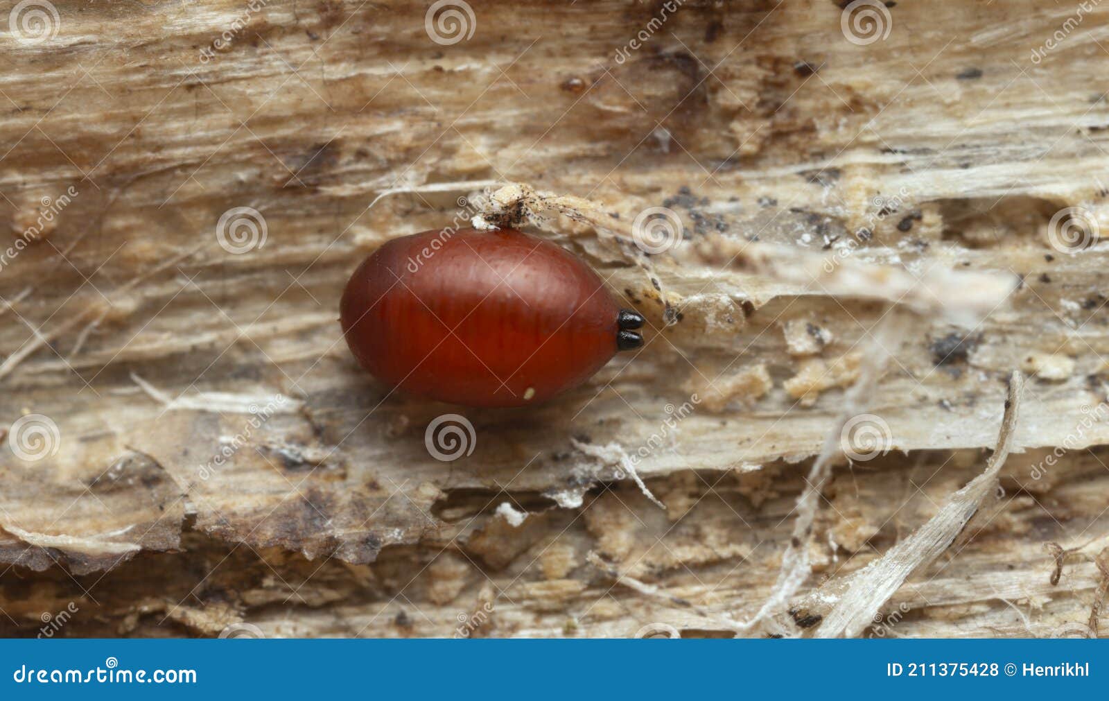 Diptera pupa on wood stock photo. Image of color, environment - 211375428