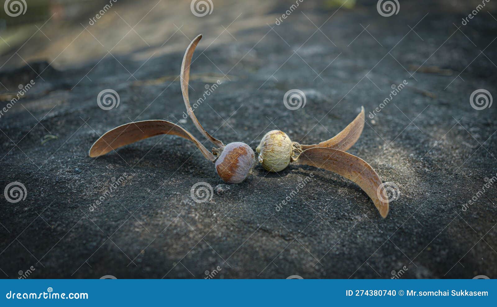 Dipterocarpus Alatus, Flying Seed of Dipterocarpus Tree on Stone Face ...